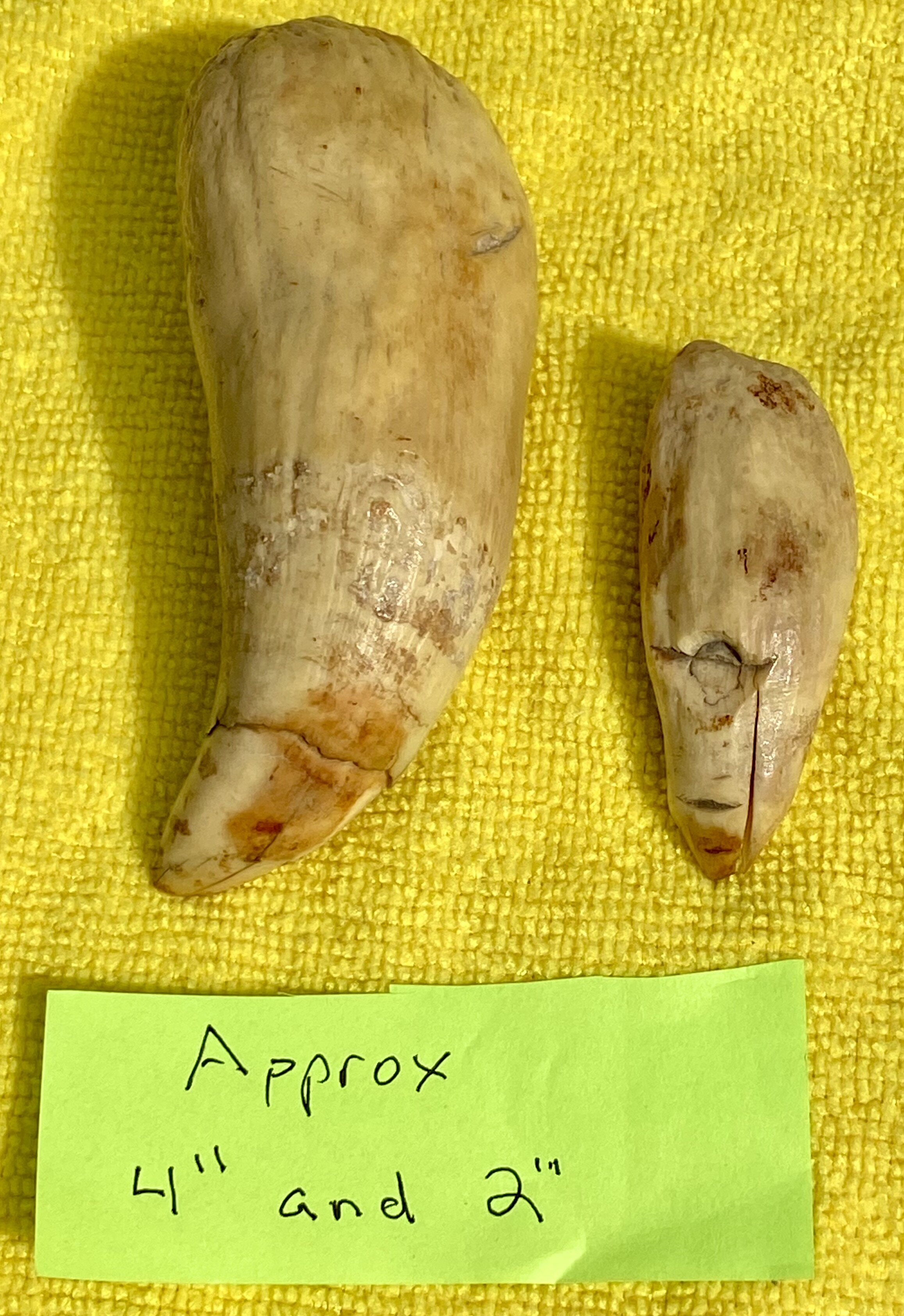 Help Needed - Fossil ID - Myrtle Beach SC - Fossil ID - The Fossil Forum