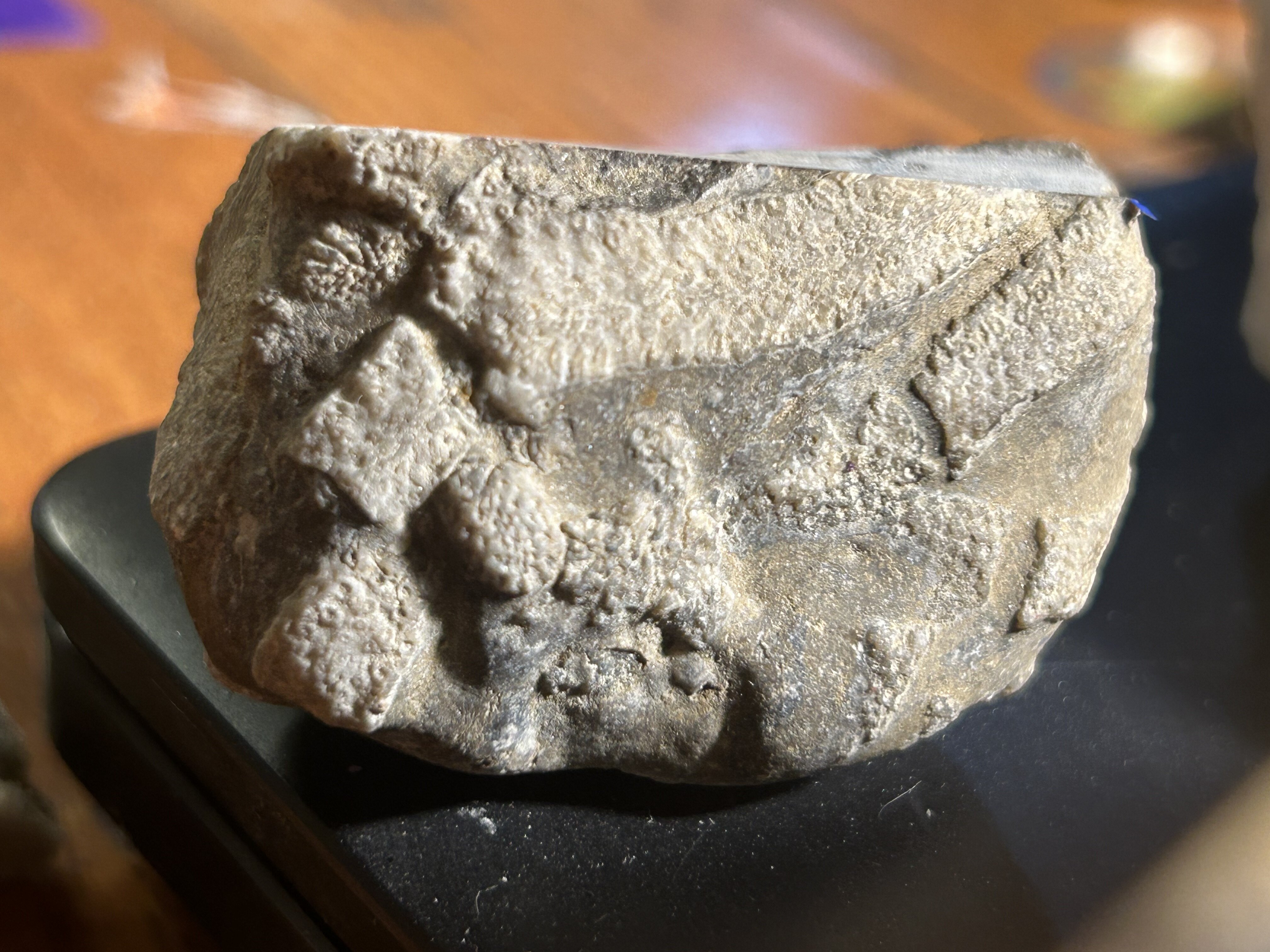 Found in brandywine river shellbyville indiana - Fossil ID - The Fossil ...