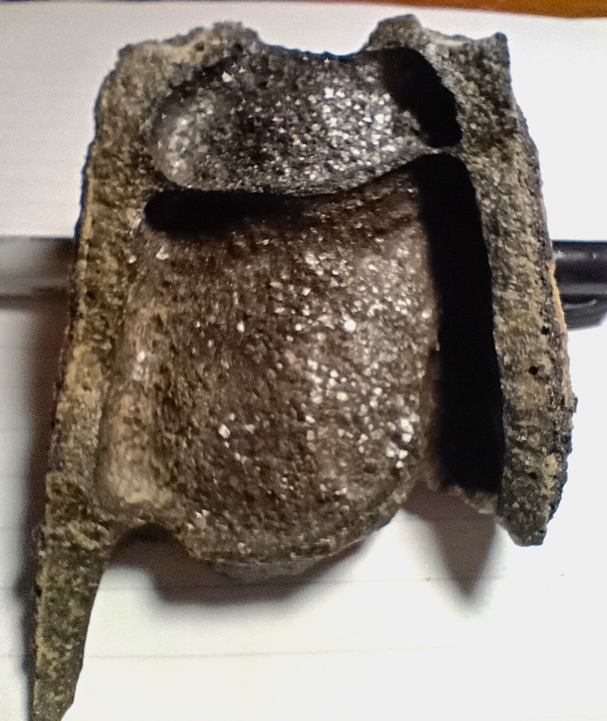 Maybe a ray or skate egg sac fossil? Can anyone help me identify ...