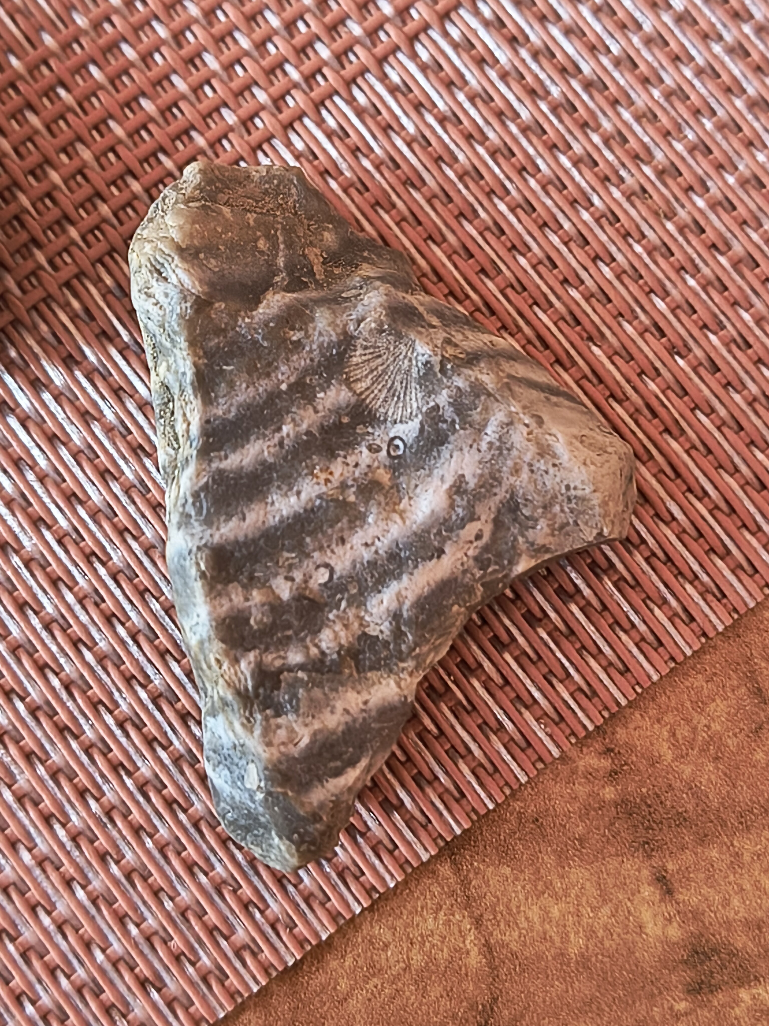 Striped flint - Fossil ID - The Fossil Forum