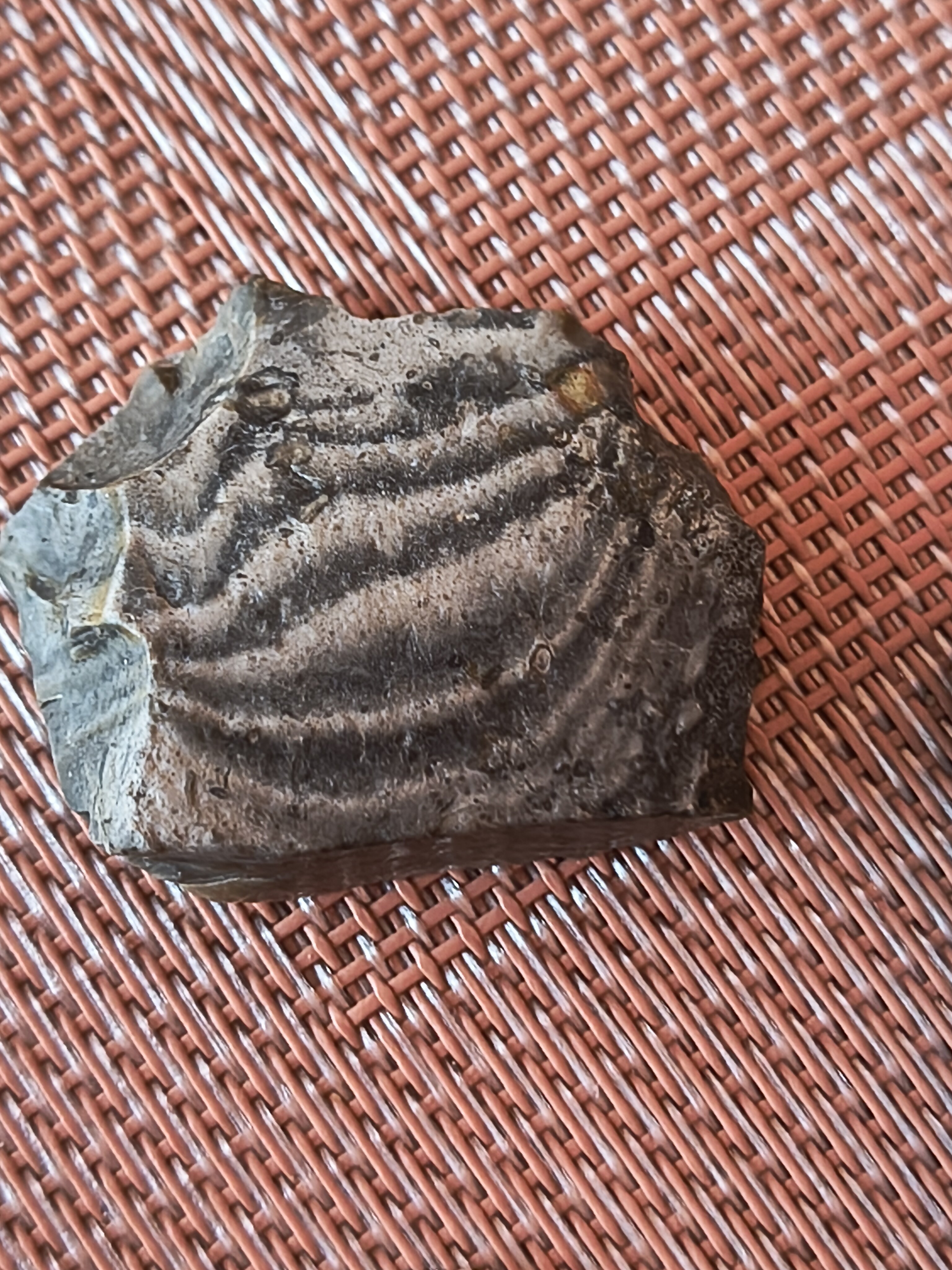Striped flint - Fossil ID - The Fossil Forum