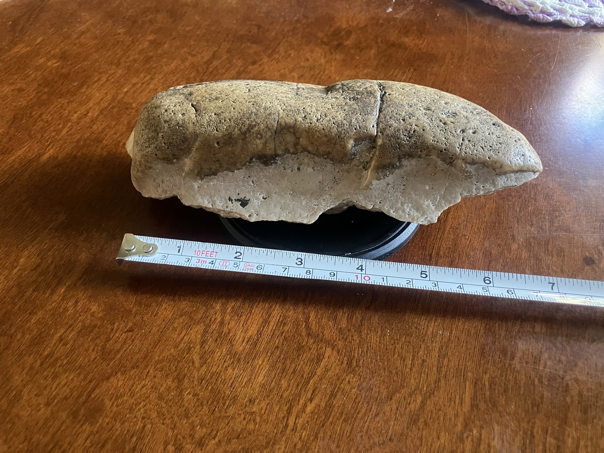 Found in Utah - Fossil ID - The Fossil Forum