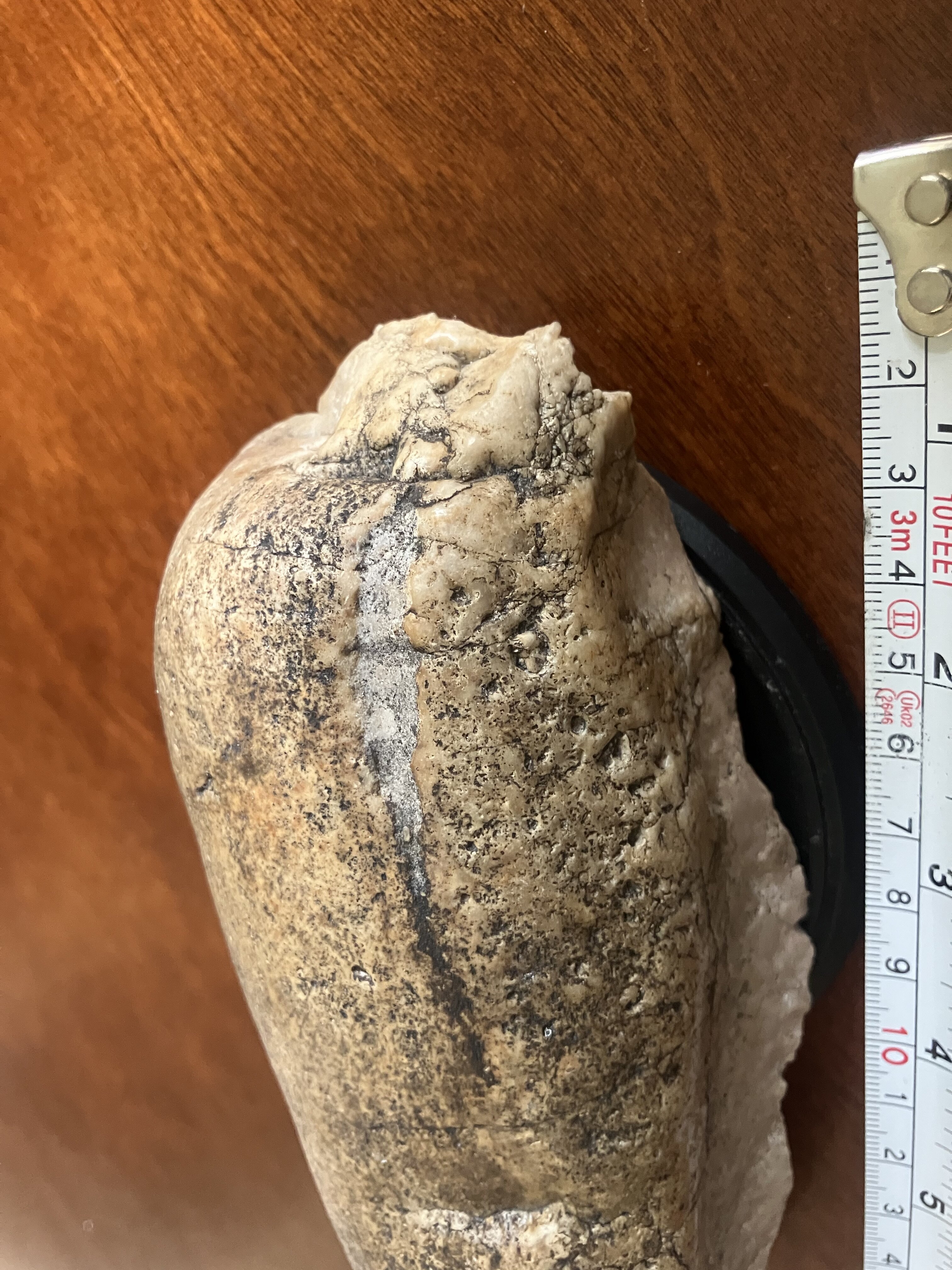 Found in Utah - Fossil ID - The Fossil Forum