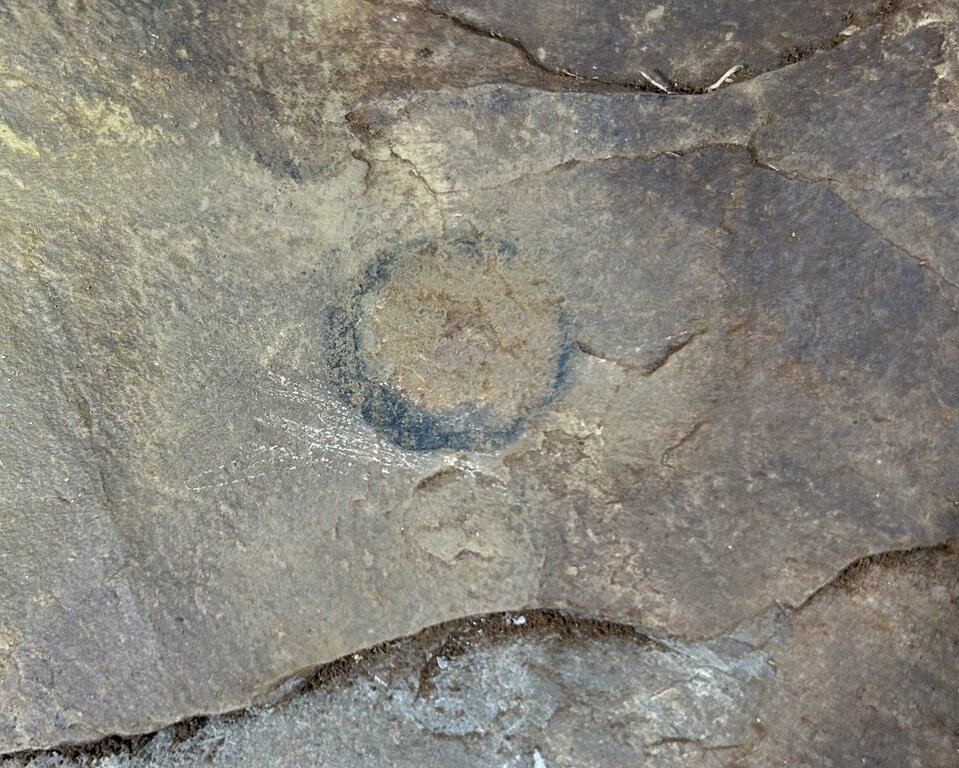 Circle in Shale - Fossil ID - The Fossil Forum