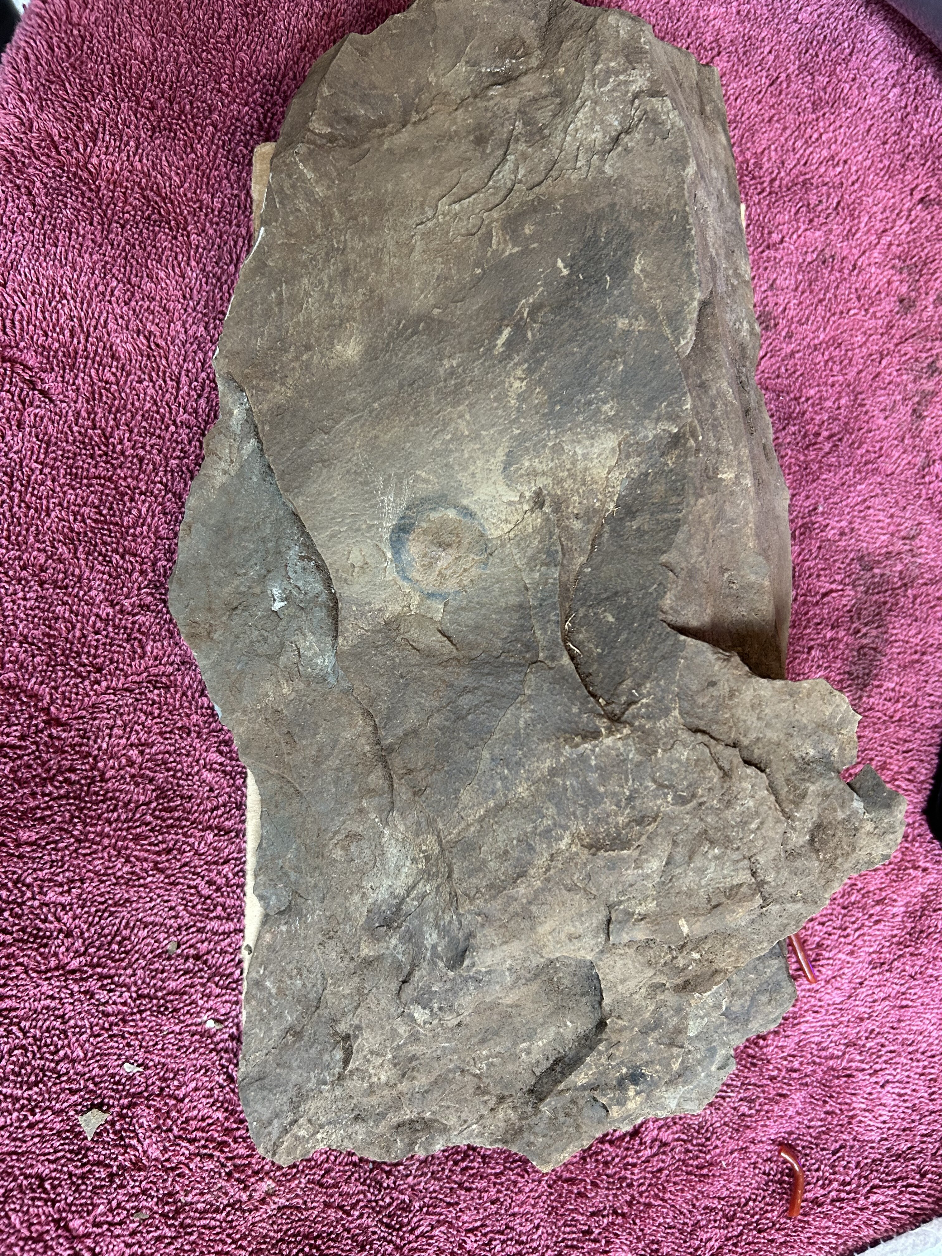Circle in Shale - Fossil ID - The Fossil Forum