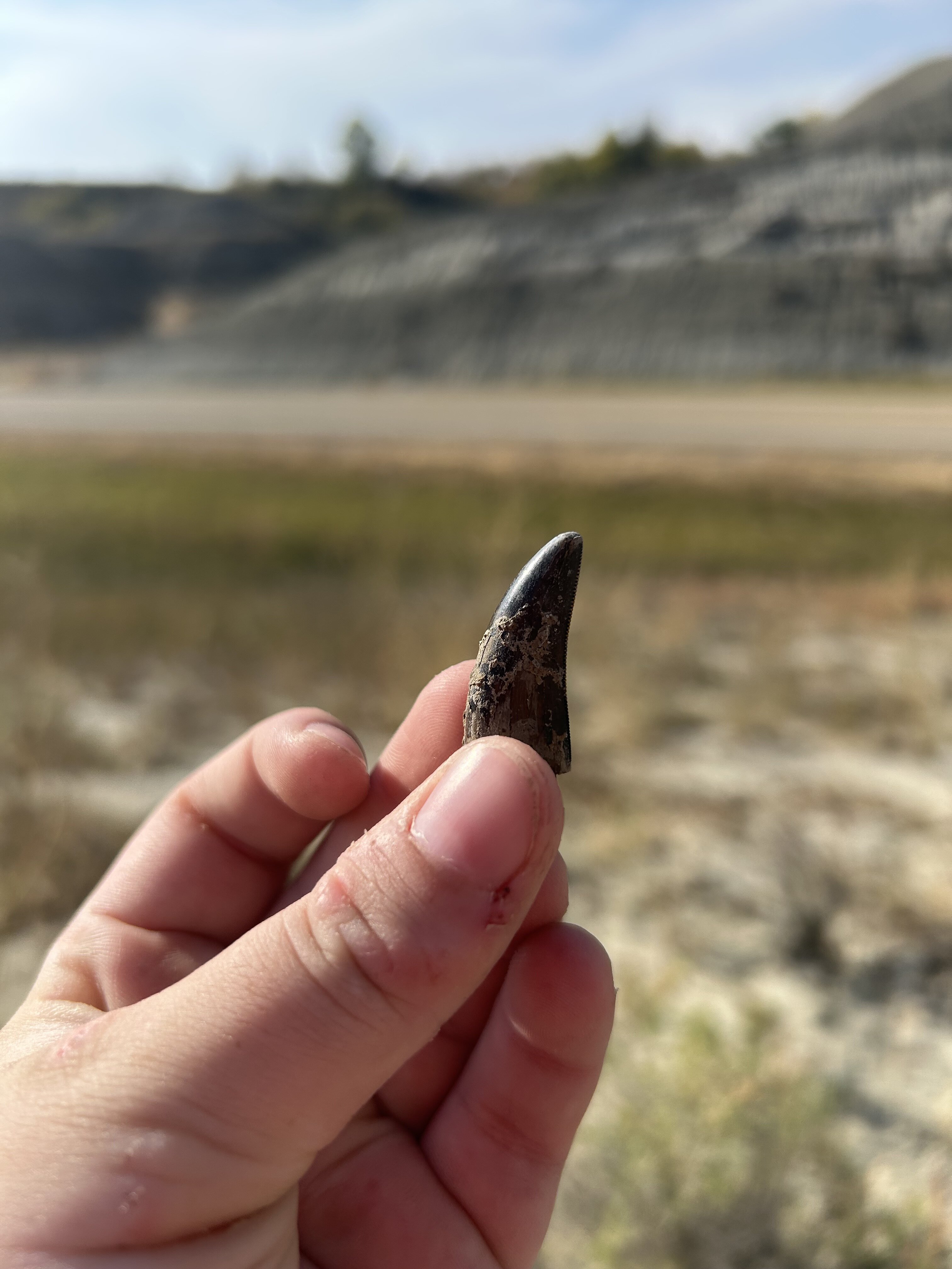 My First Vertebrate Fossil Find - Southern Alberta - Fossil Hunting ...