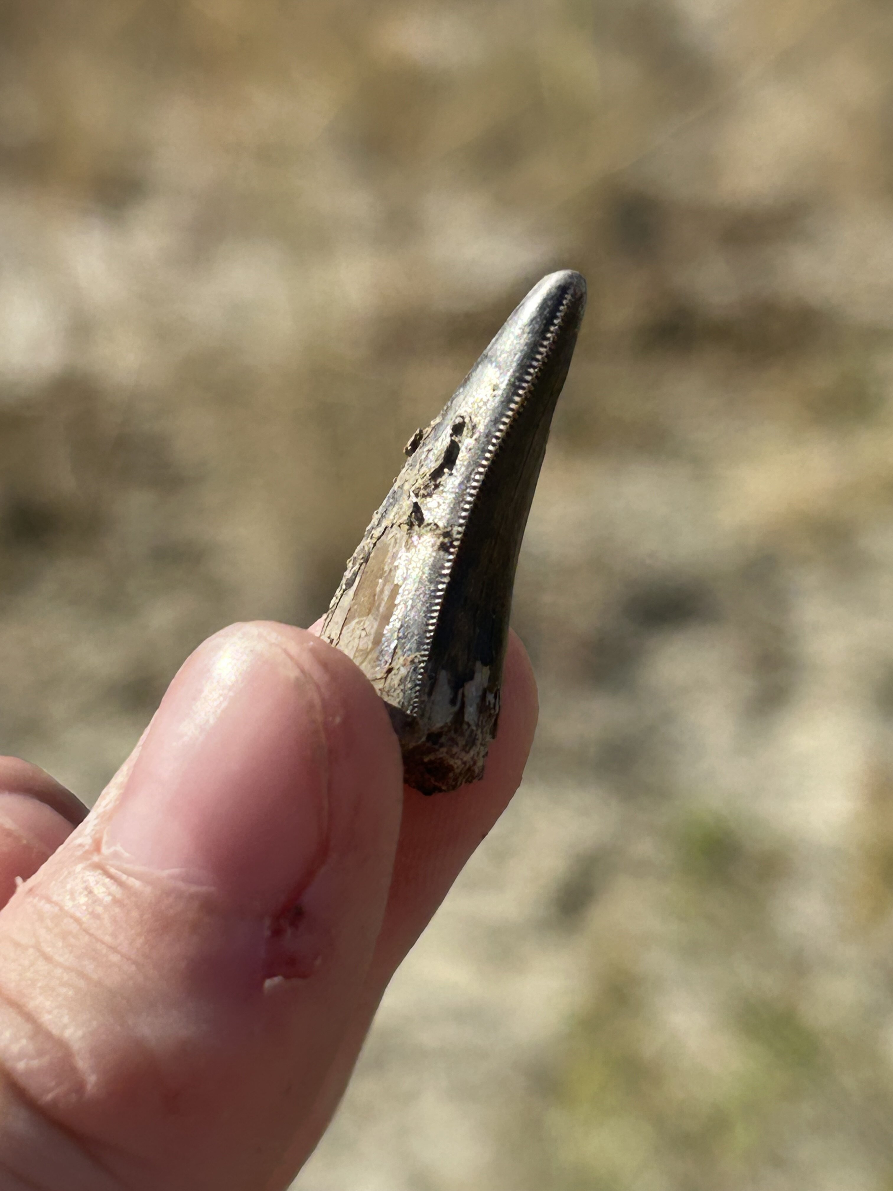 My First Vertebrate Fossil Find - Southern Alberta - Fossil Hunting ...