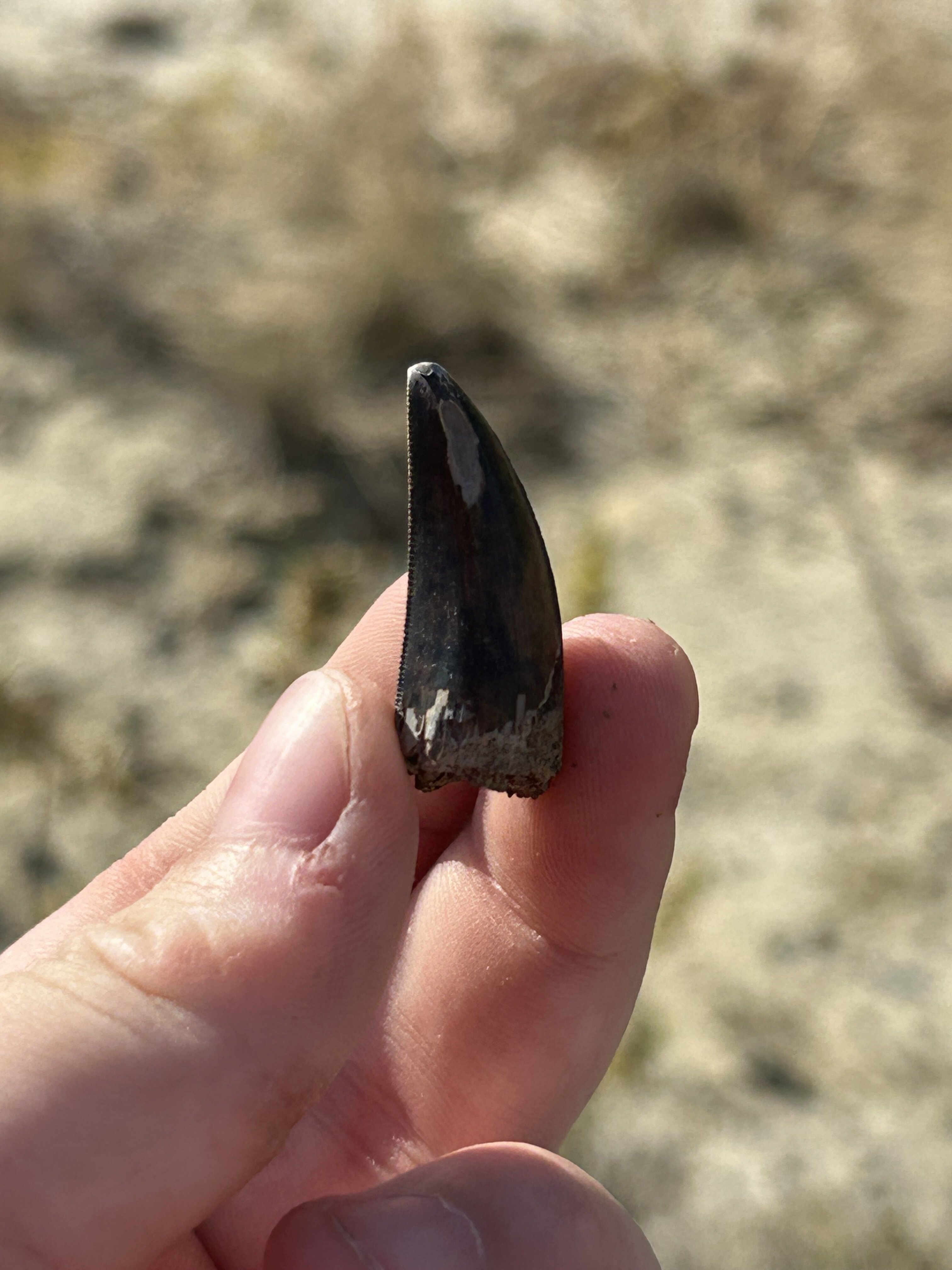 My First Vertebrate Fossil Find - Southern Alberta - Fossil Hunting ...