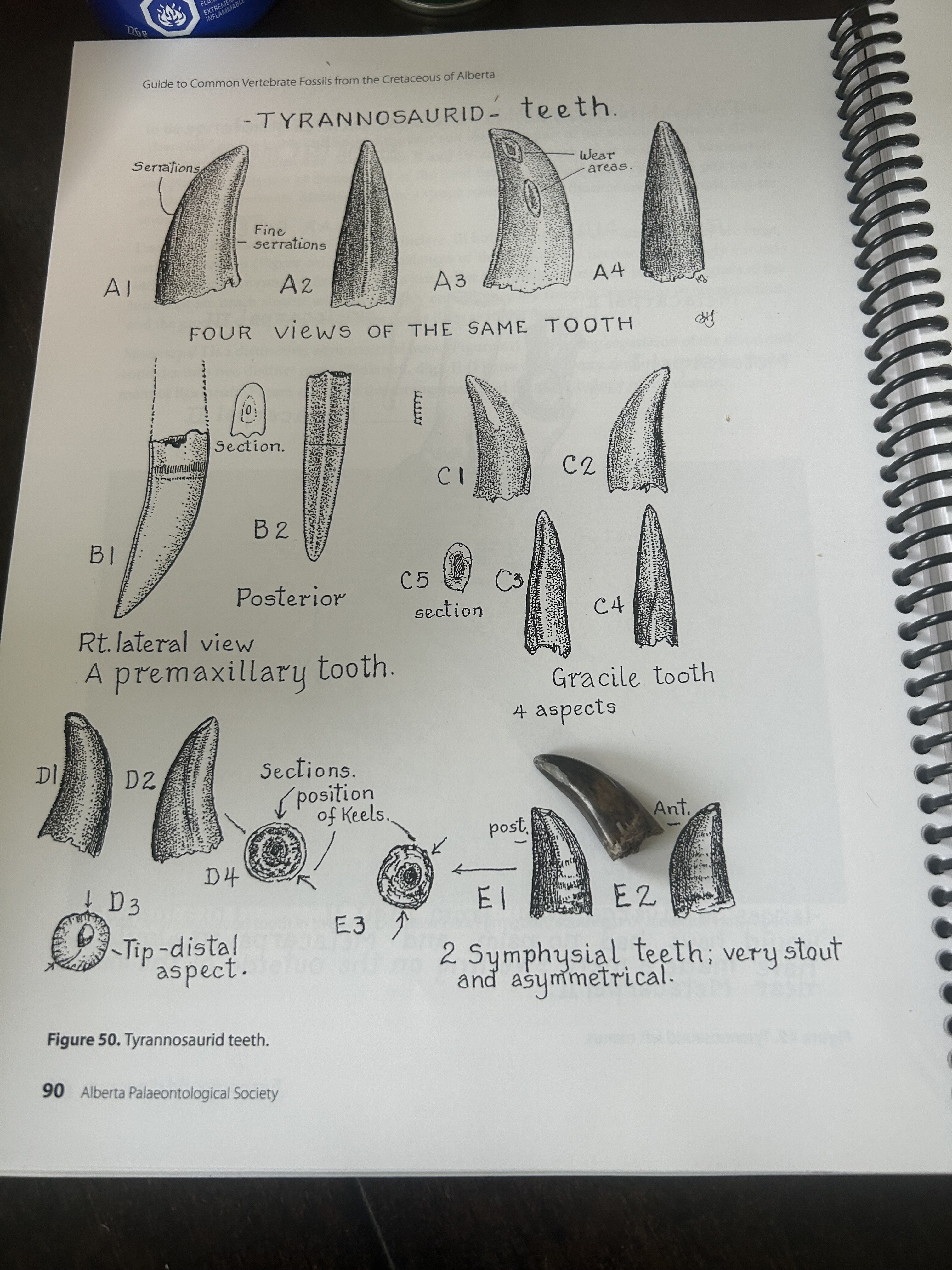My First Vertebrate Fossil Find - Southern Alberta - Fossil Hunting ...
