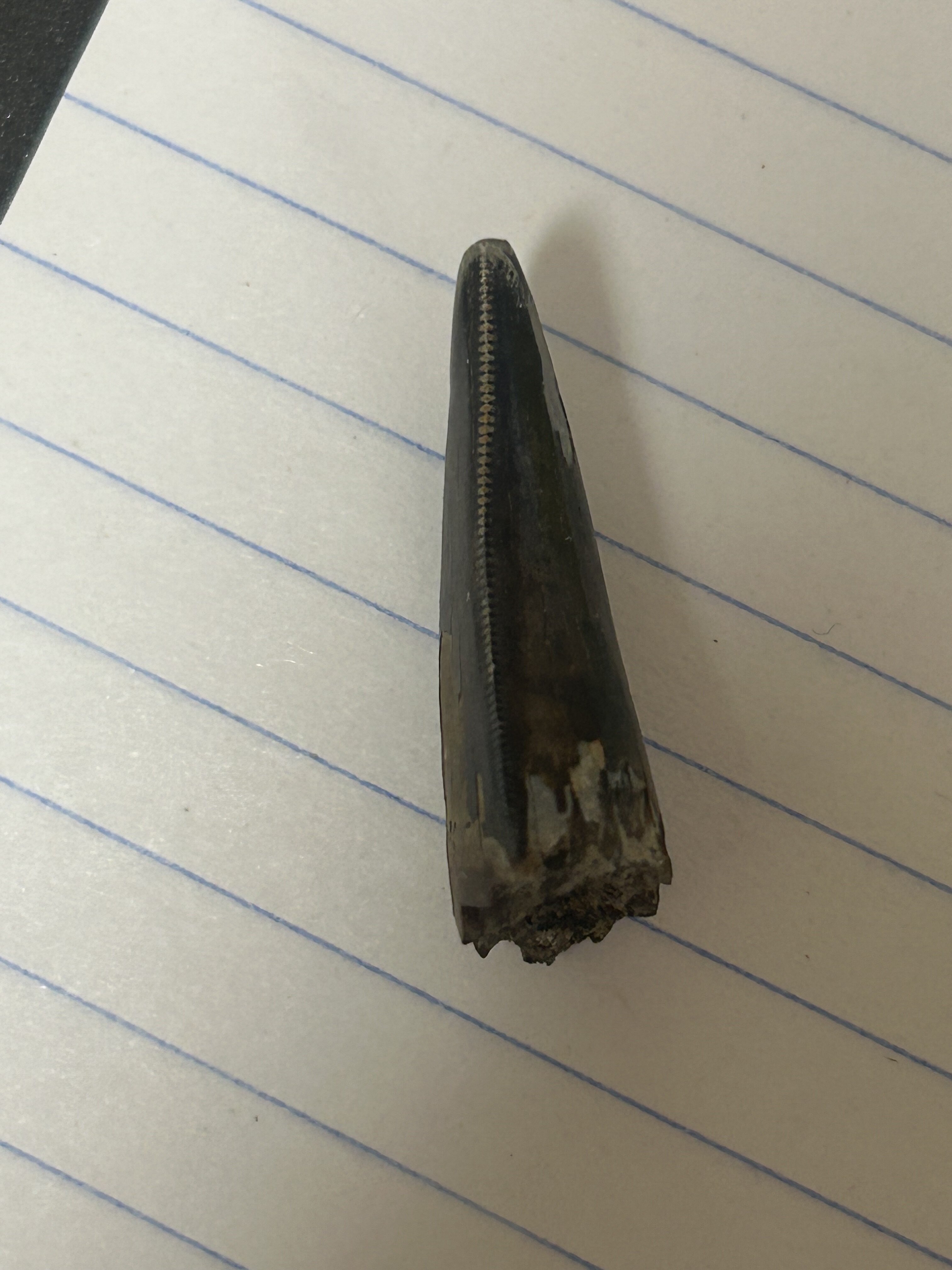 My First Vertebrate Fossil Find - Southern Alberta - Fossil Hunting ...