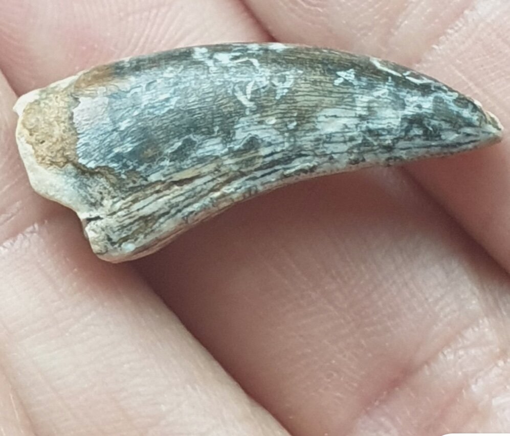 Alectrosaurus? - Fossil ID - The Fossil Forum