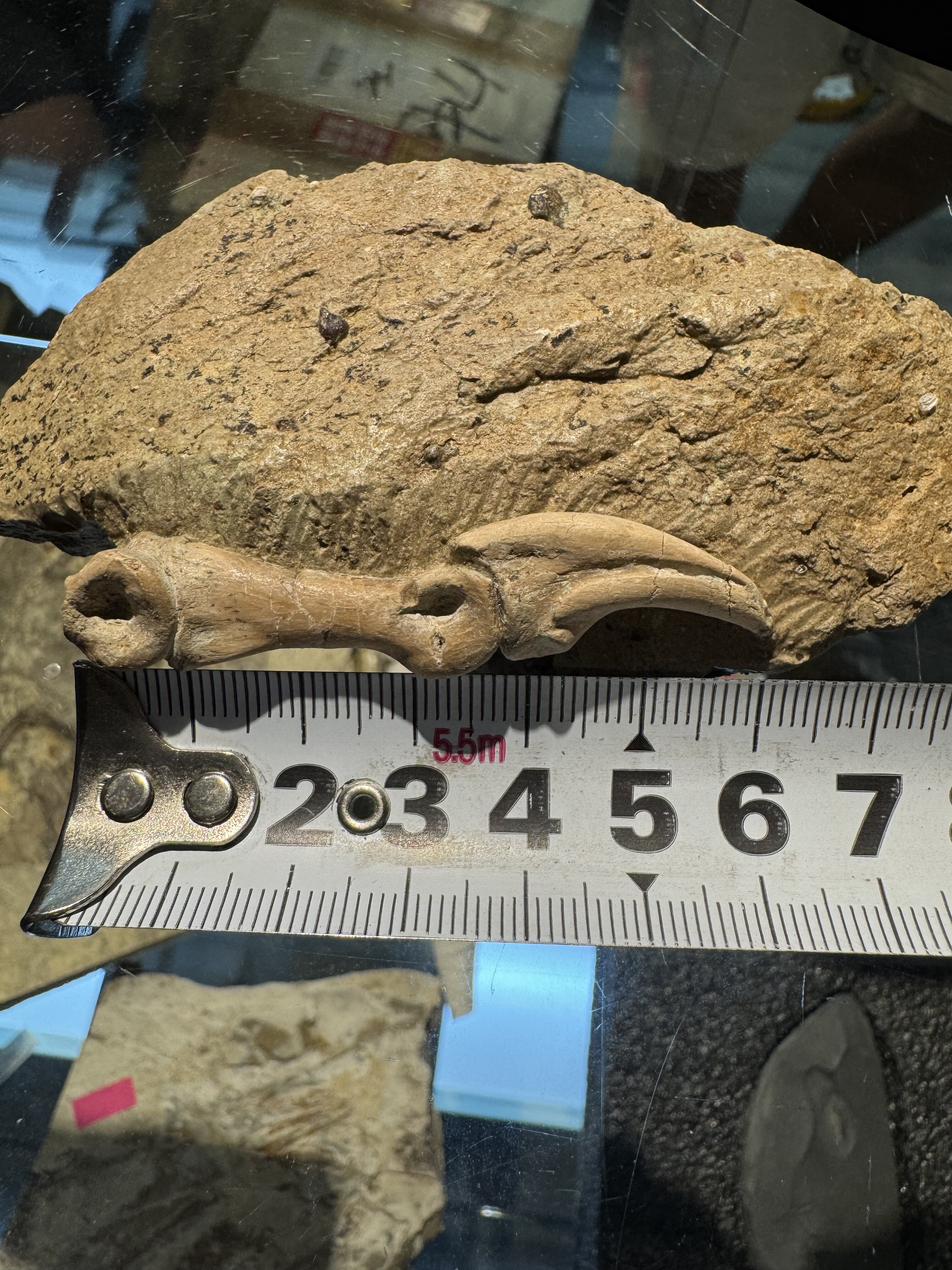 Theropod fossils from Liaoning? - Fossil ID - The Fossil Forum