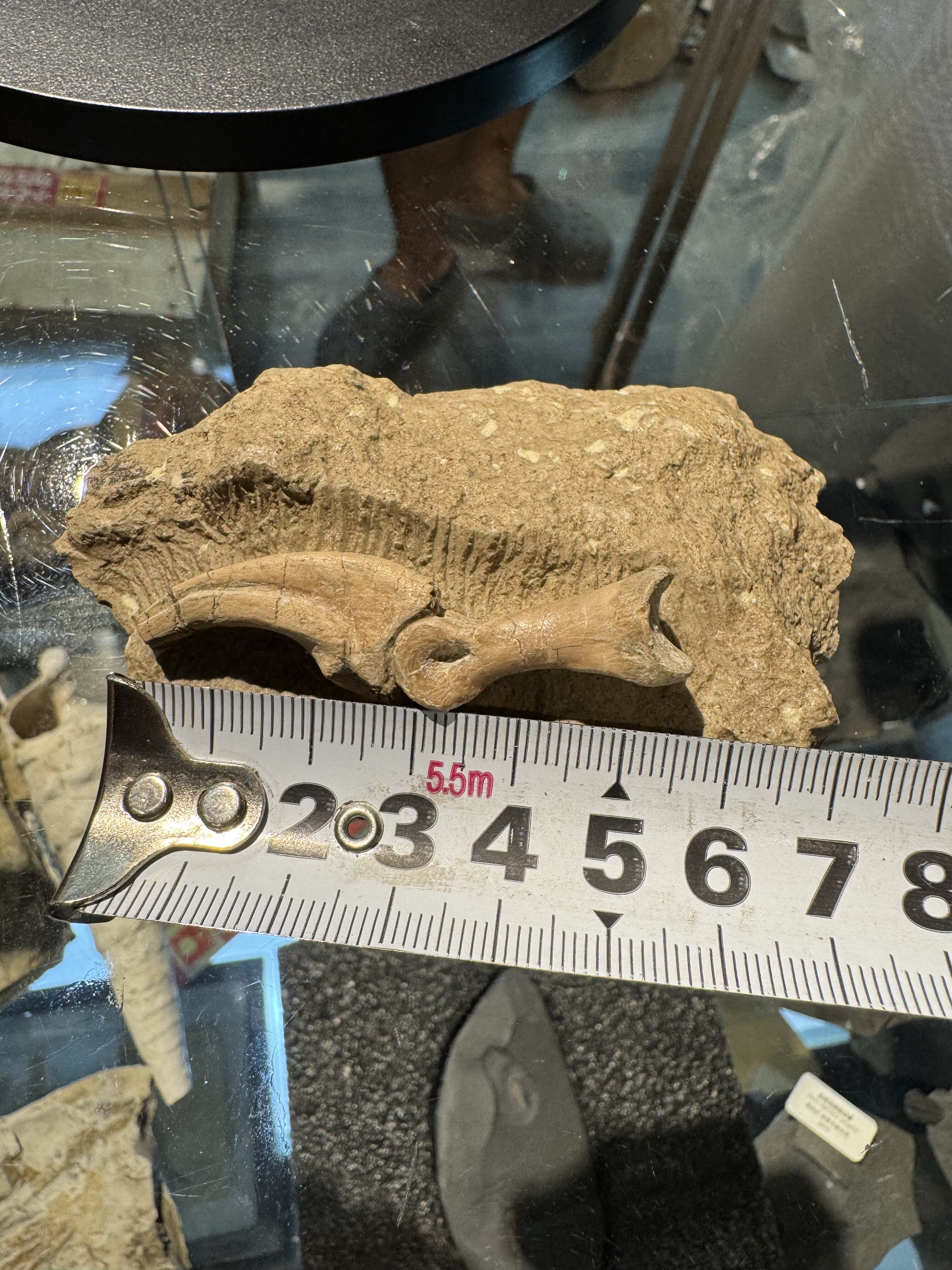 Theropod fossils from Liaoning? - Fossil ID - The Fossil Forum