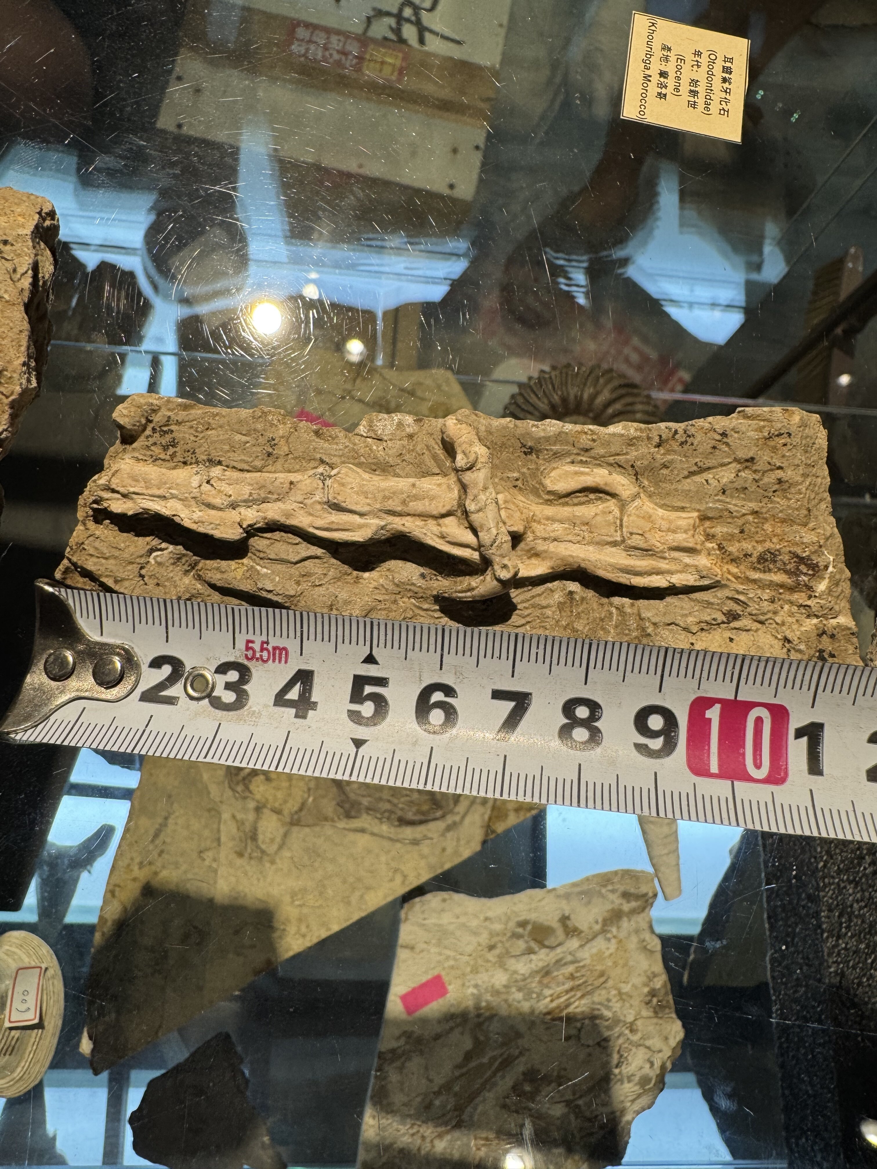 Theropod fossils from Liaoning? - Fossil ID - The Fossil Forum