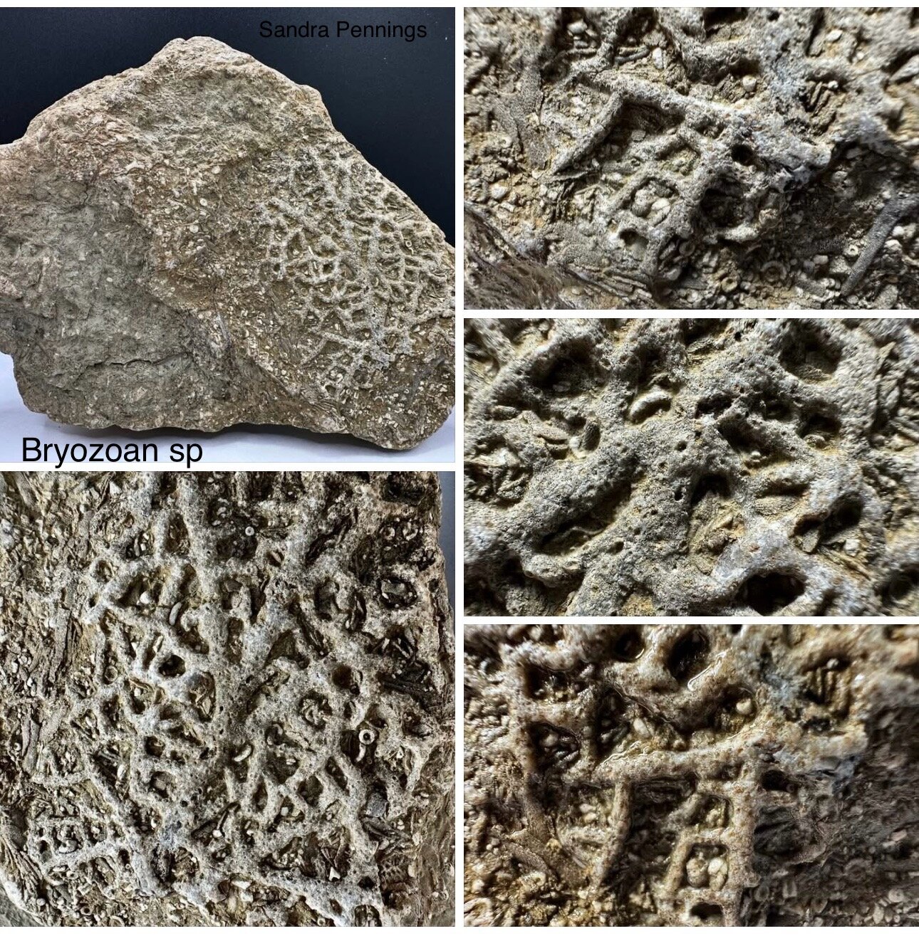 Devonian Fossil - Fossil ID - The Fossil Forum
