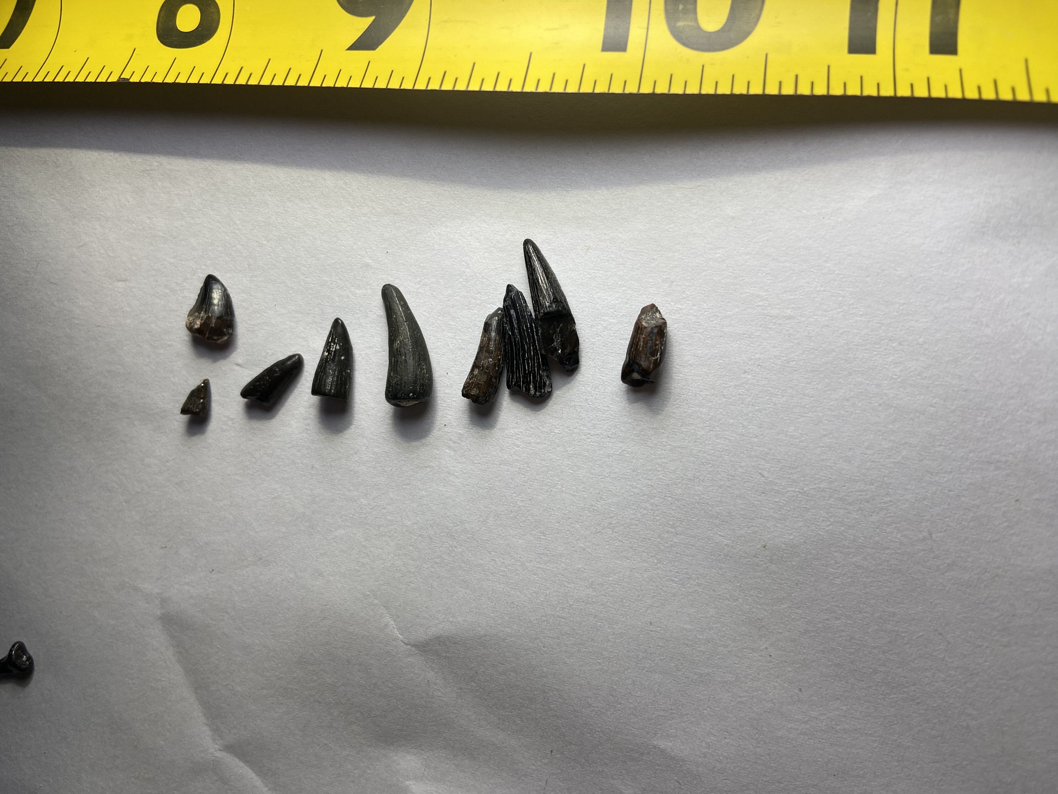 Cretaceous NC Micro Teeth - Fossil ID - The Fossil Forum