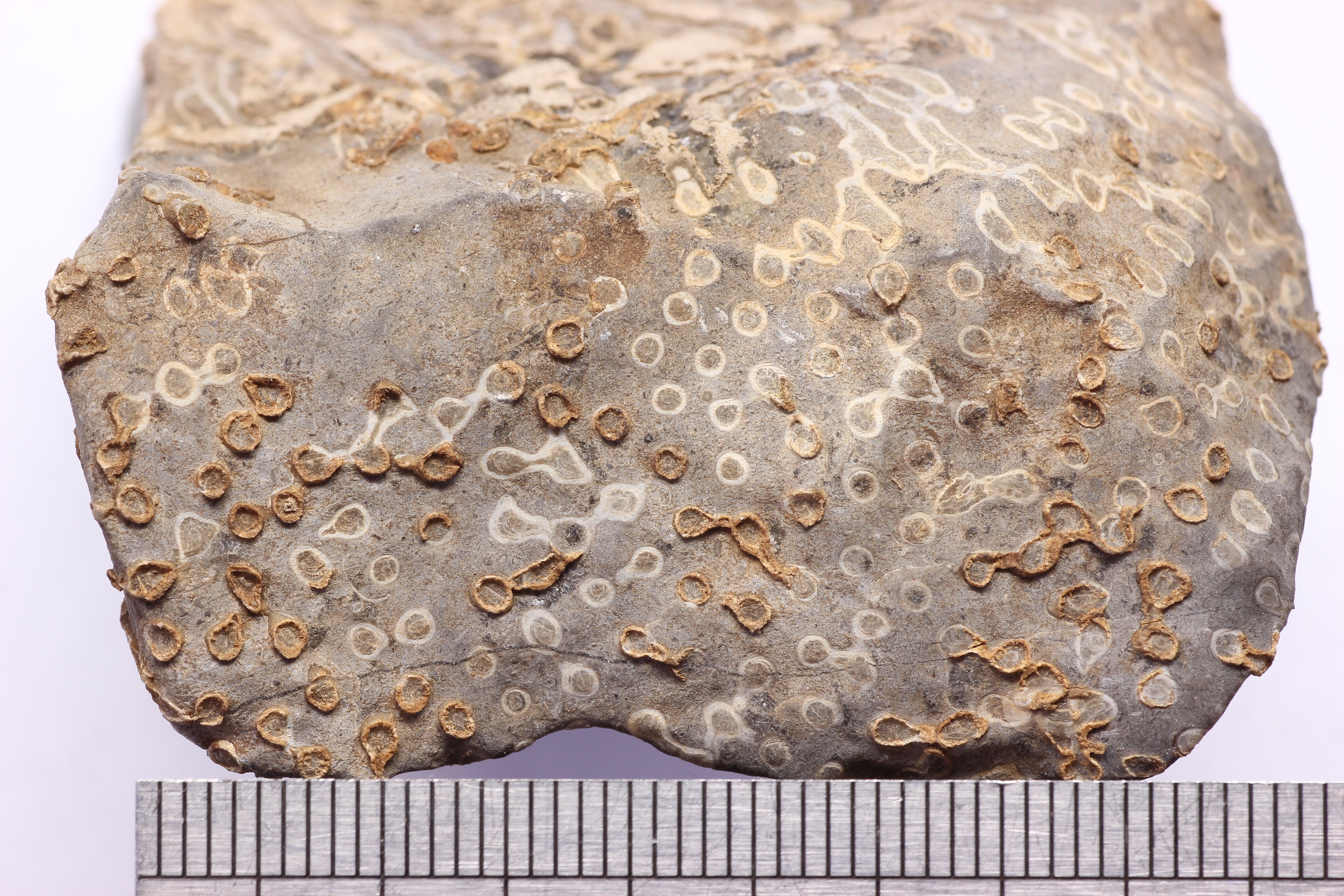 Syringopora? - Fossil ID - The Fossil Forum