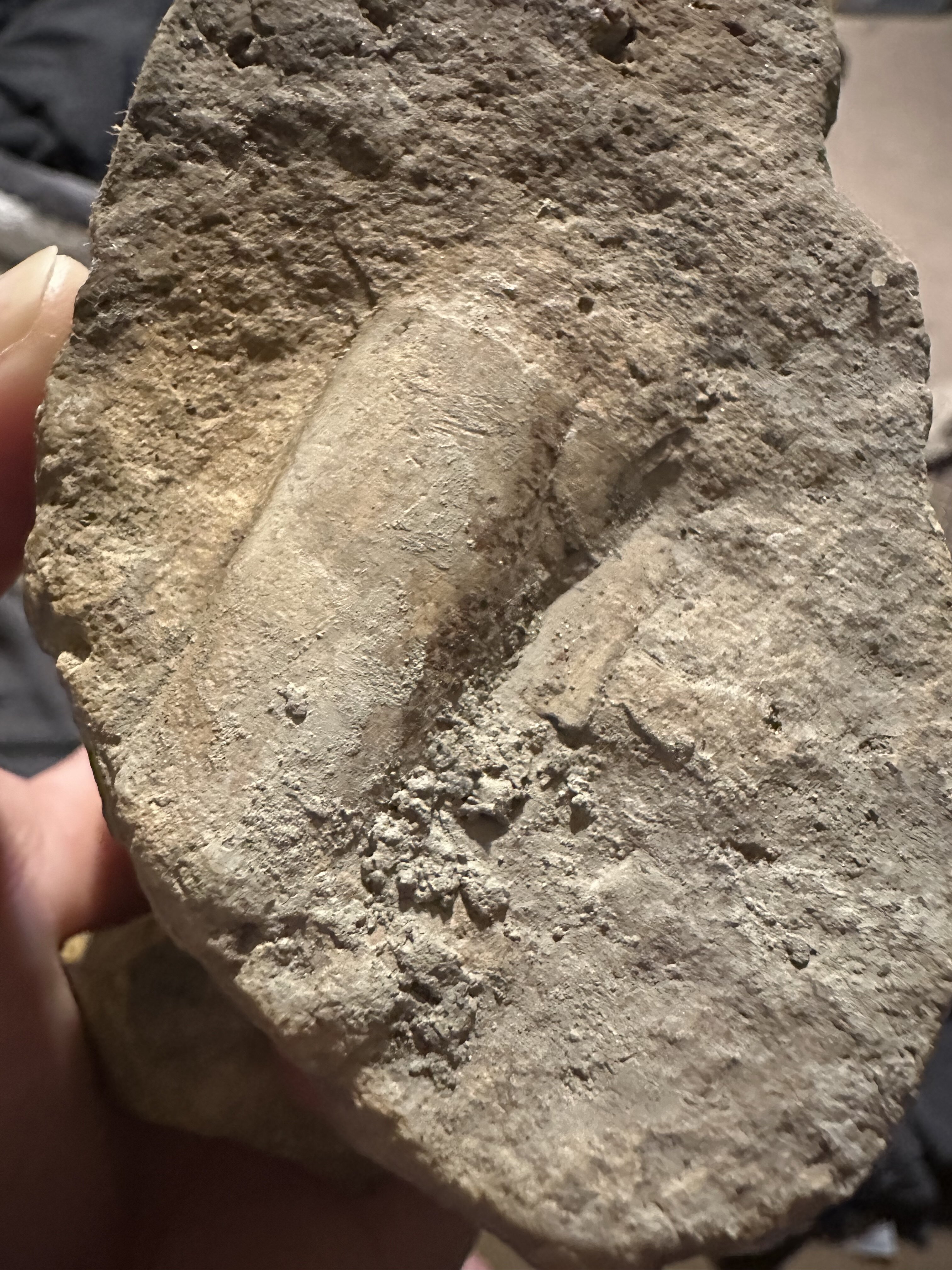 New mazon Illinois fossils help with IDs - Fossil ID - The Fossil Forum