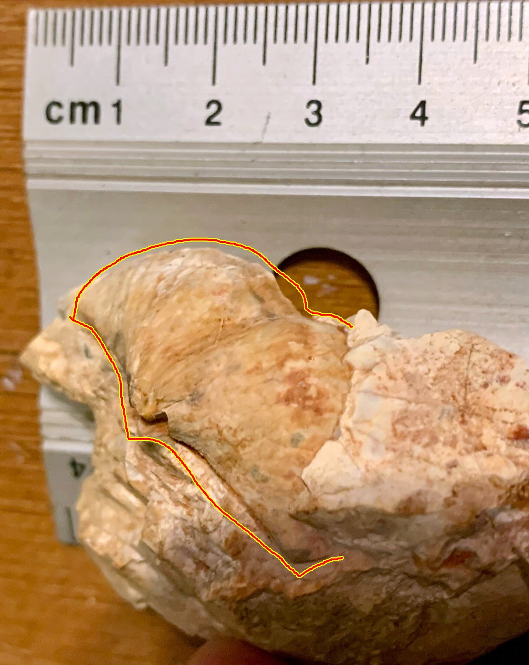 Chert rock with seashell - Fossil ID - The Fossil Forum