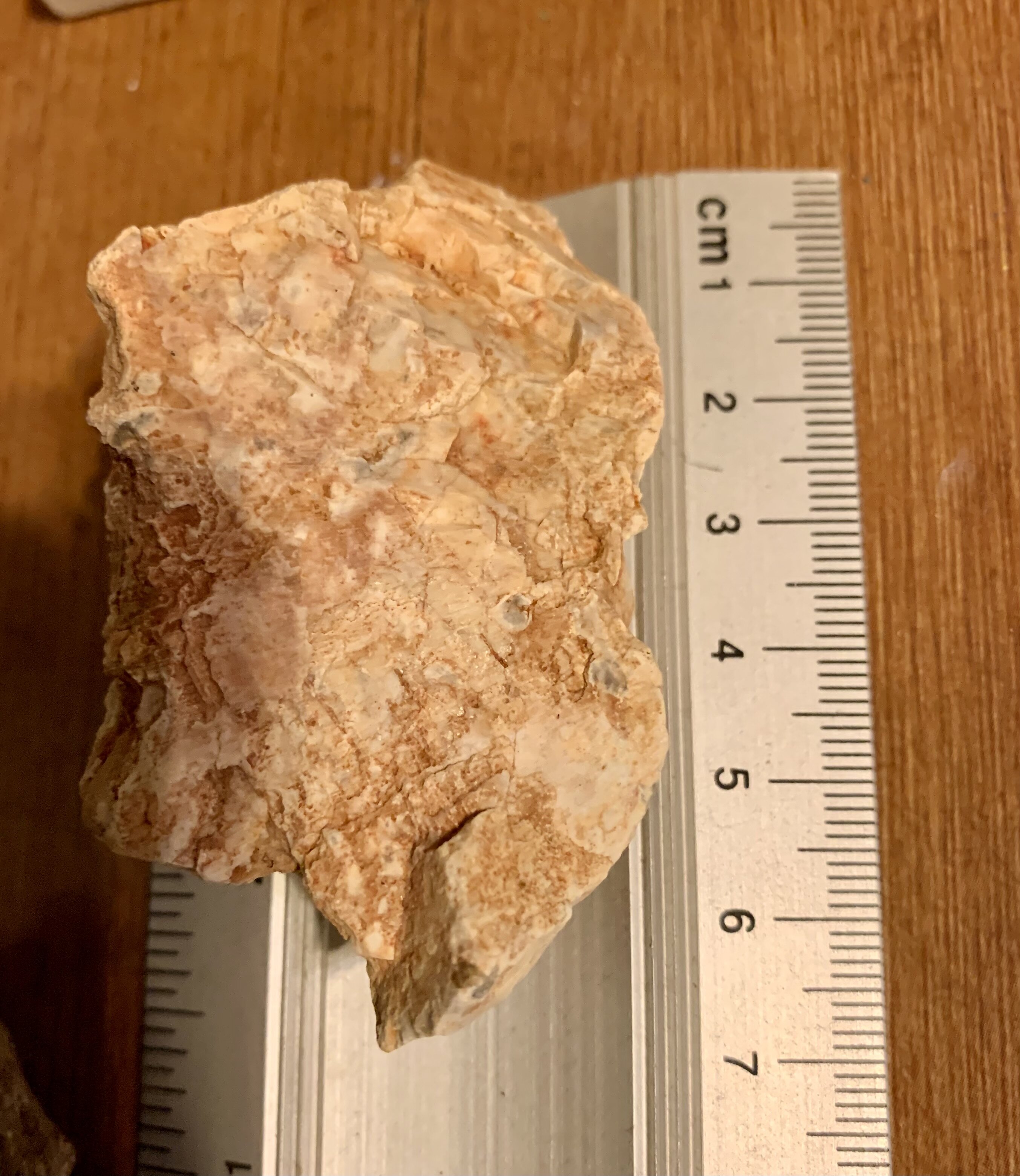Chert rock with seashell - Fossil ID - The Fossil Forum