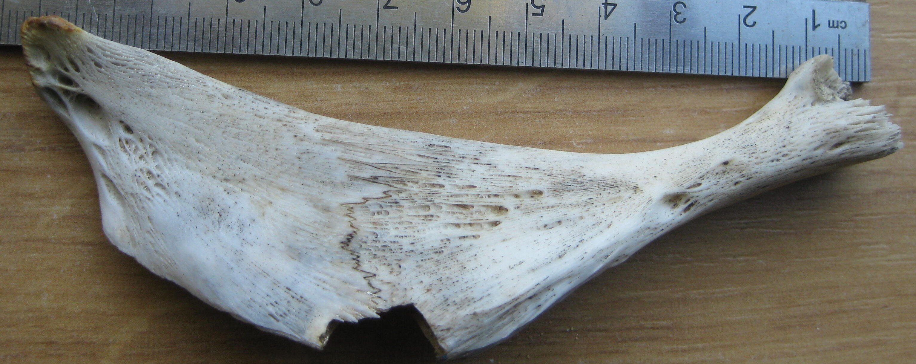 Fish bone - Fossil ID - The Fossil Forum