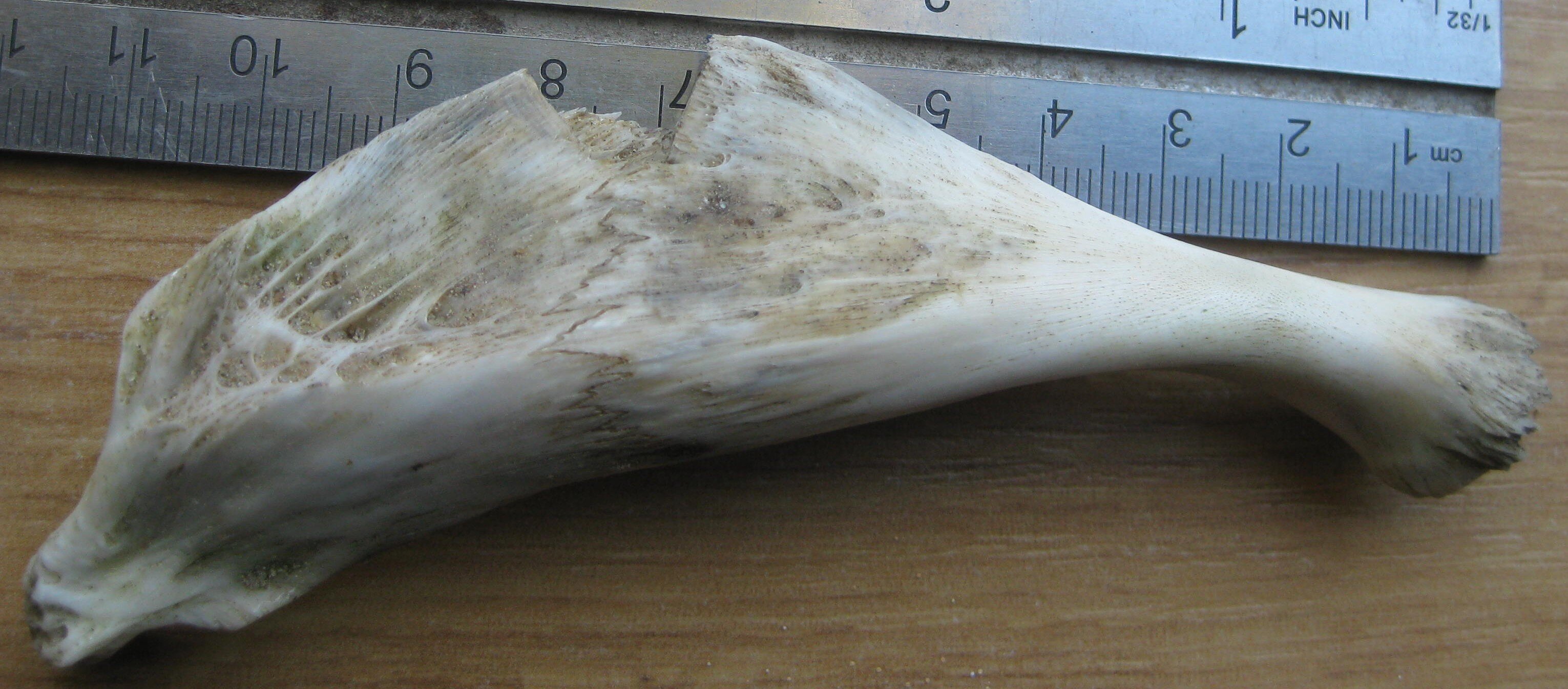 Fish bone - Fossil ID - The Fossil Forum