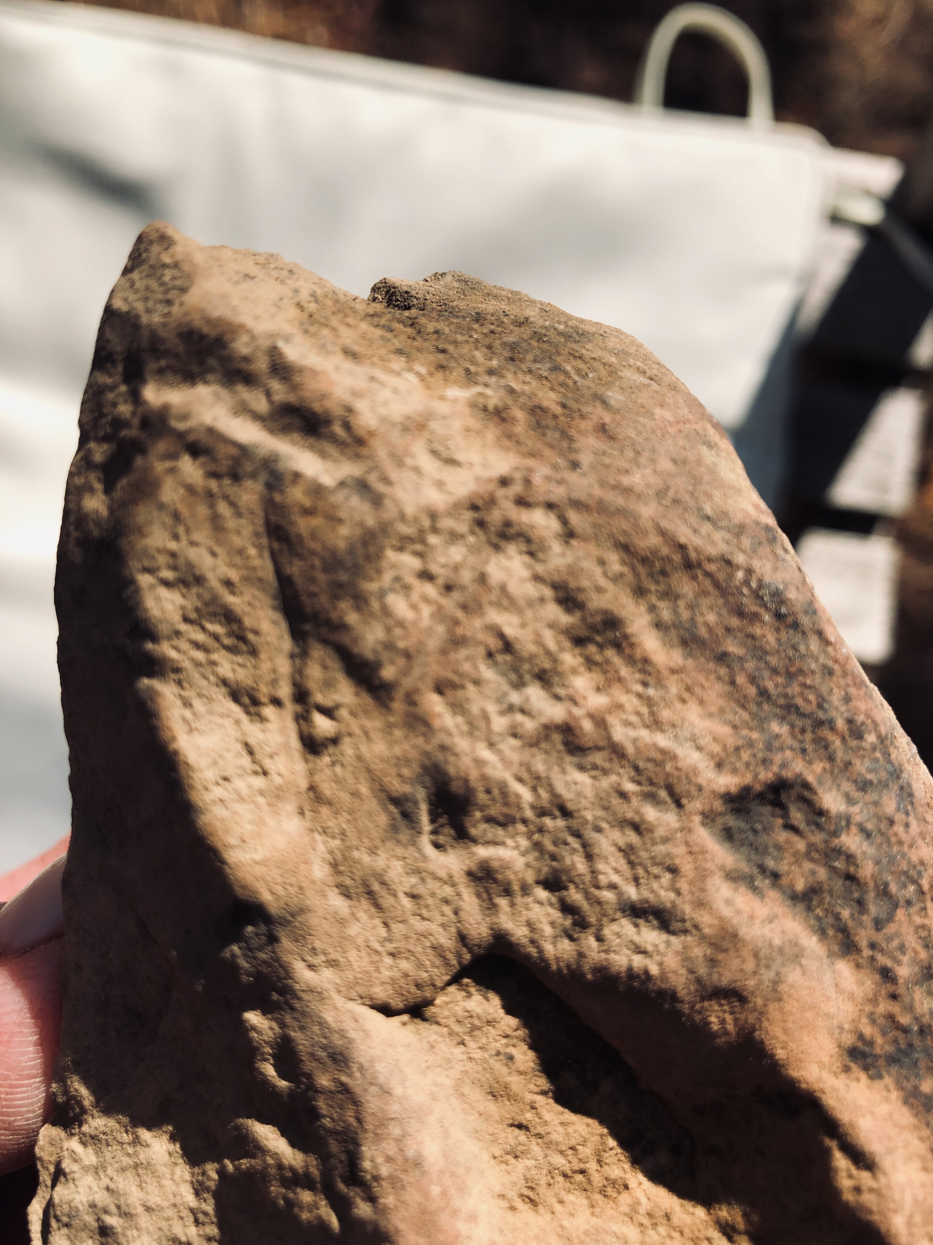 Fossil/fossilized bone or skeletal remains - Fossil ID - The Fossil Forum
