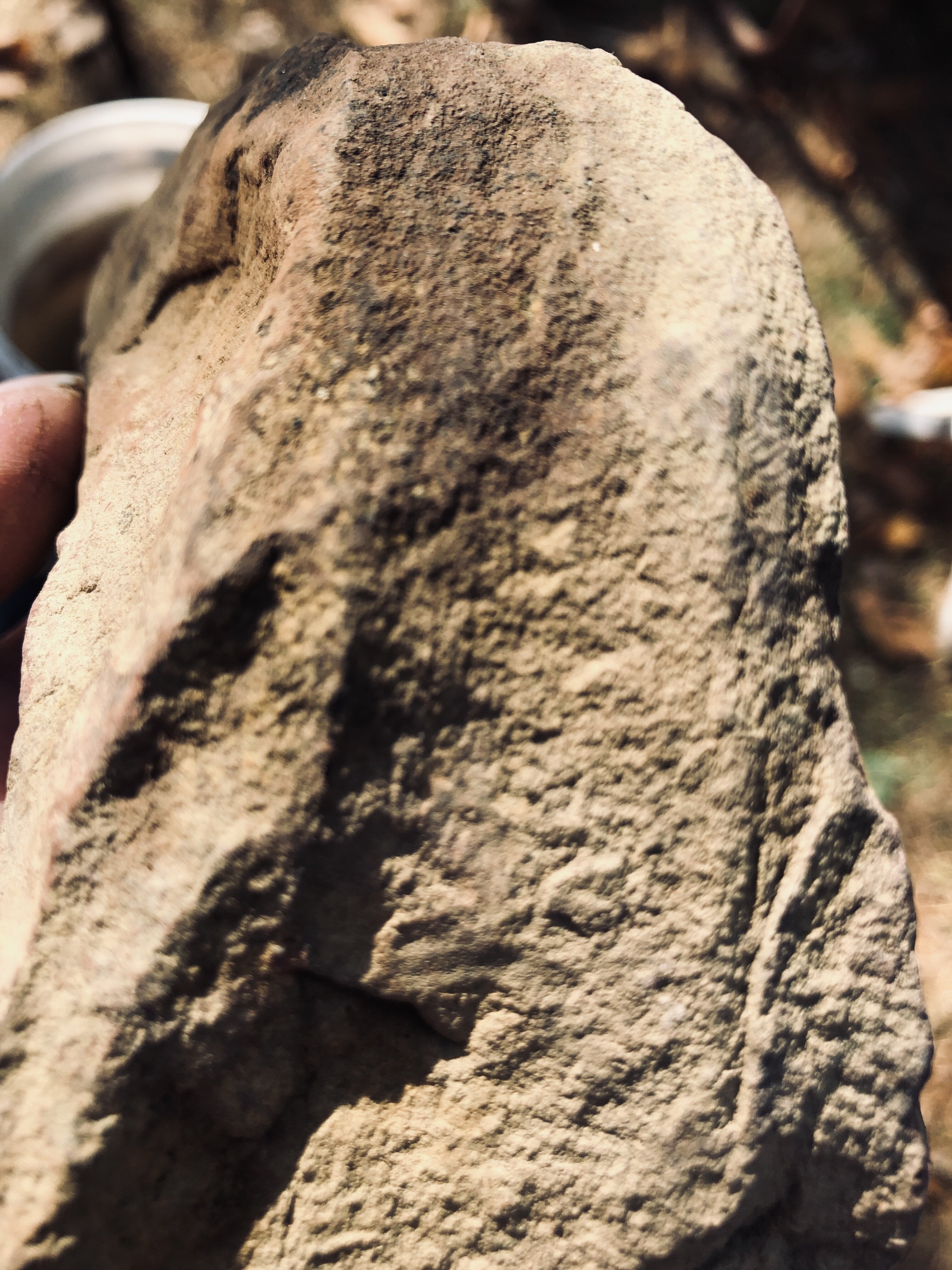 Fossil/fossilized bone or skeletal remains - Fossil ID - The Fossil Forum