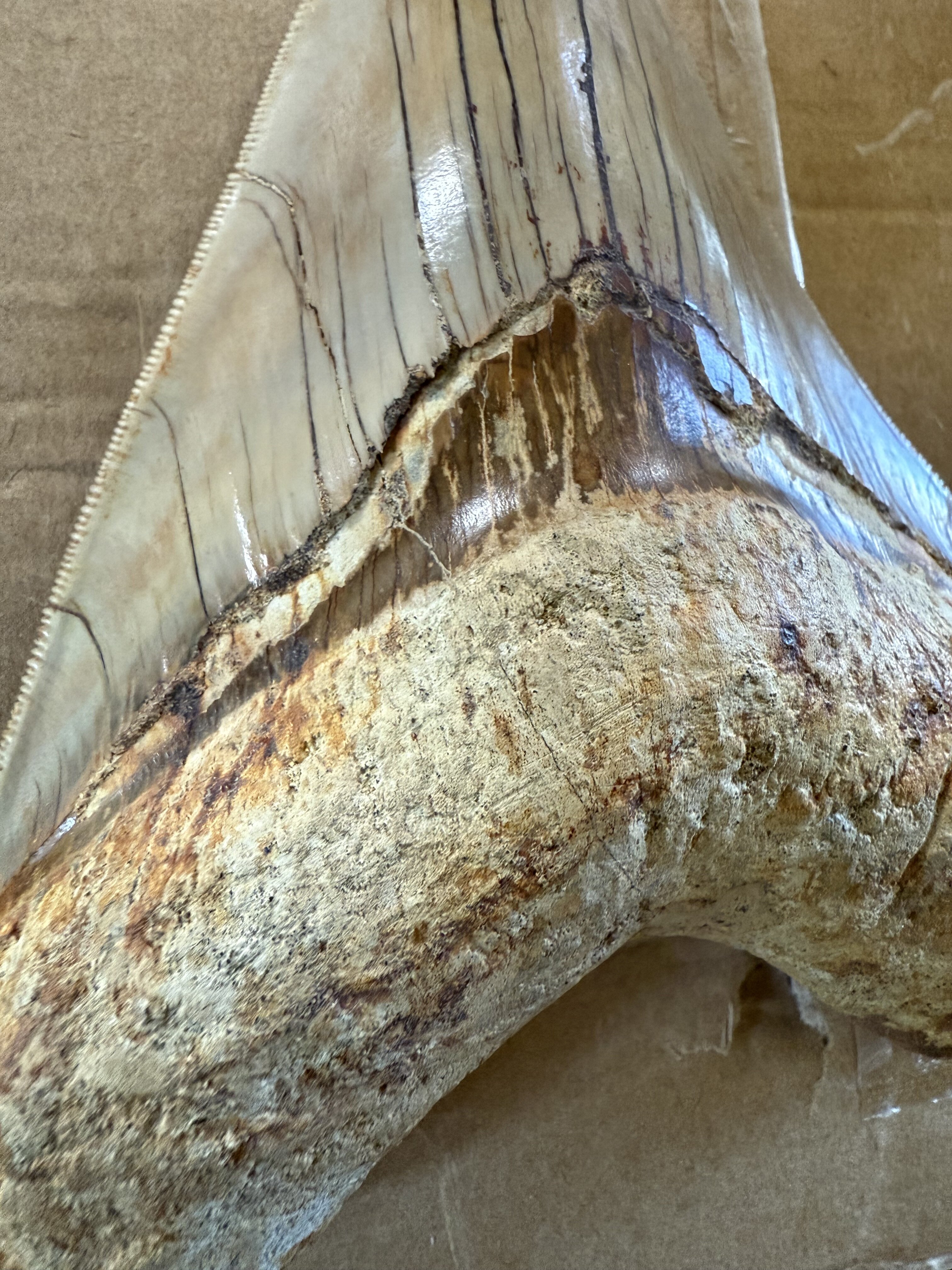 Help with crack in Megalodon tooth - General Fossil Discussion - The ...
