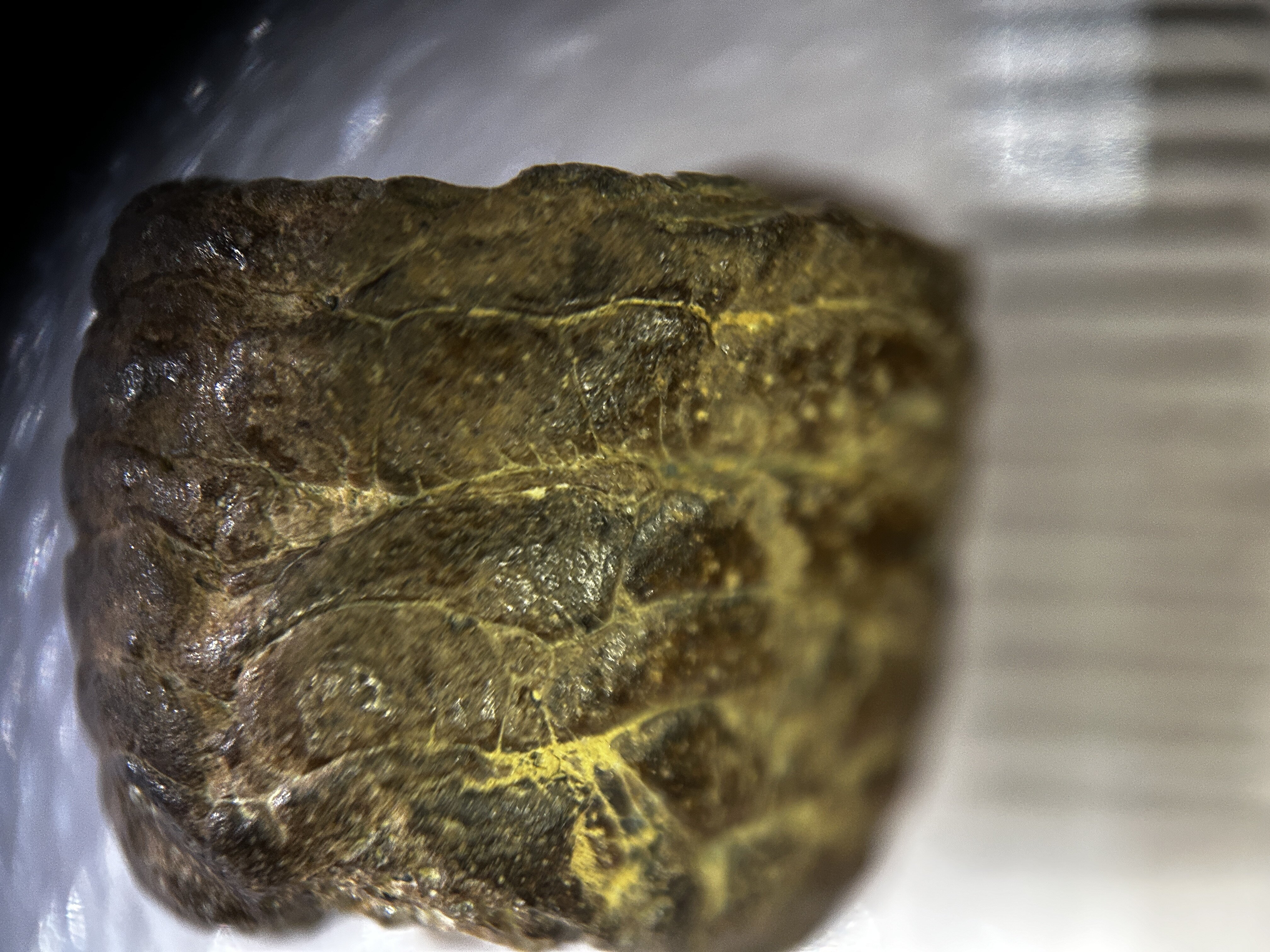 Big brook New Jersey possible marine fossil - Fossil ID - The Fossil Forum