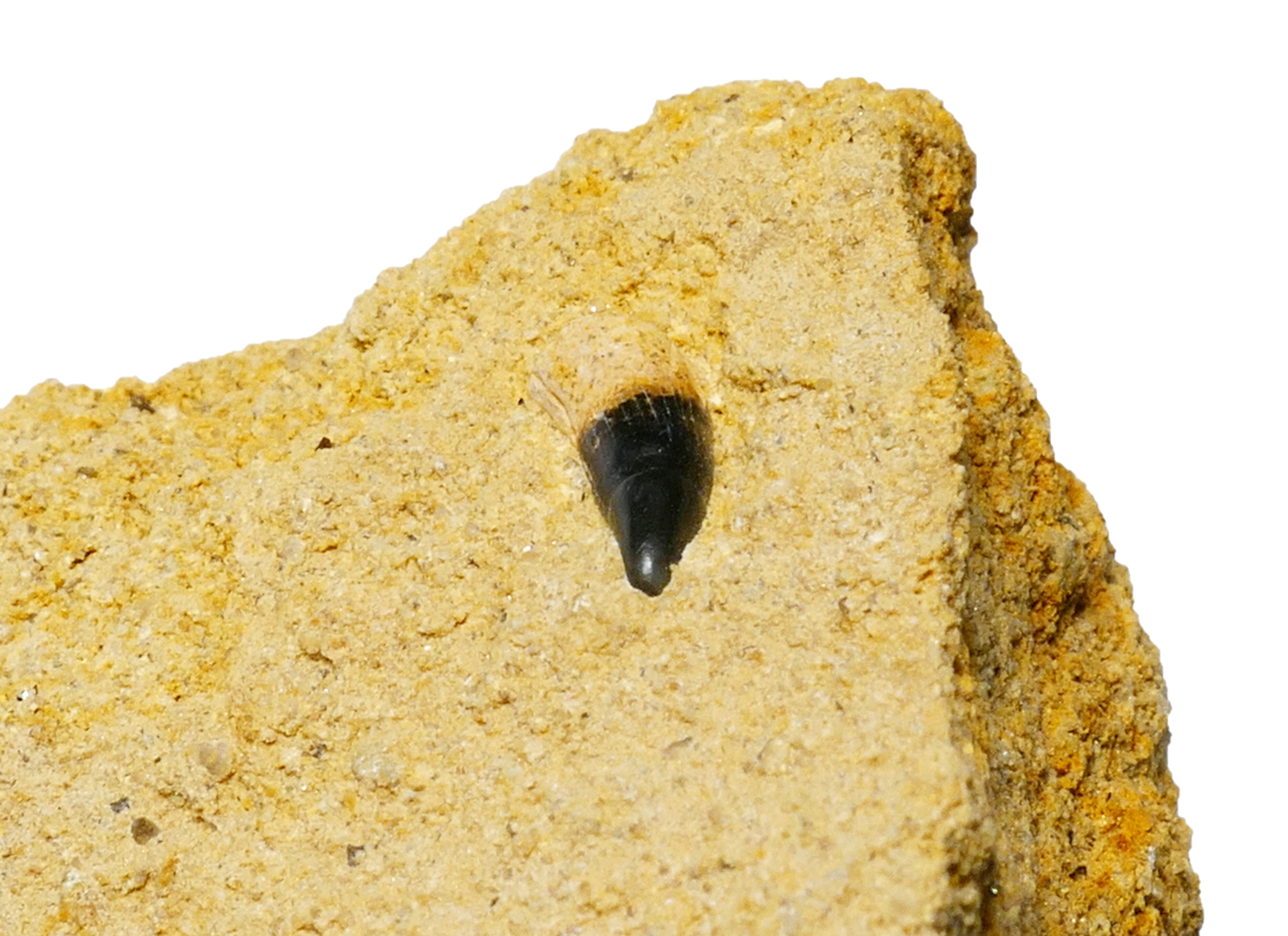 Tooth identification, Oligocene, Mainz Basin, Germany - Fossil ID - The ...