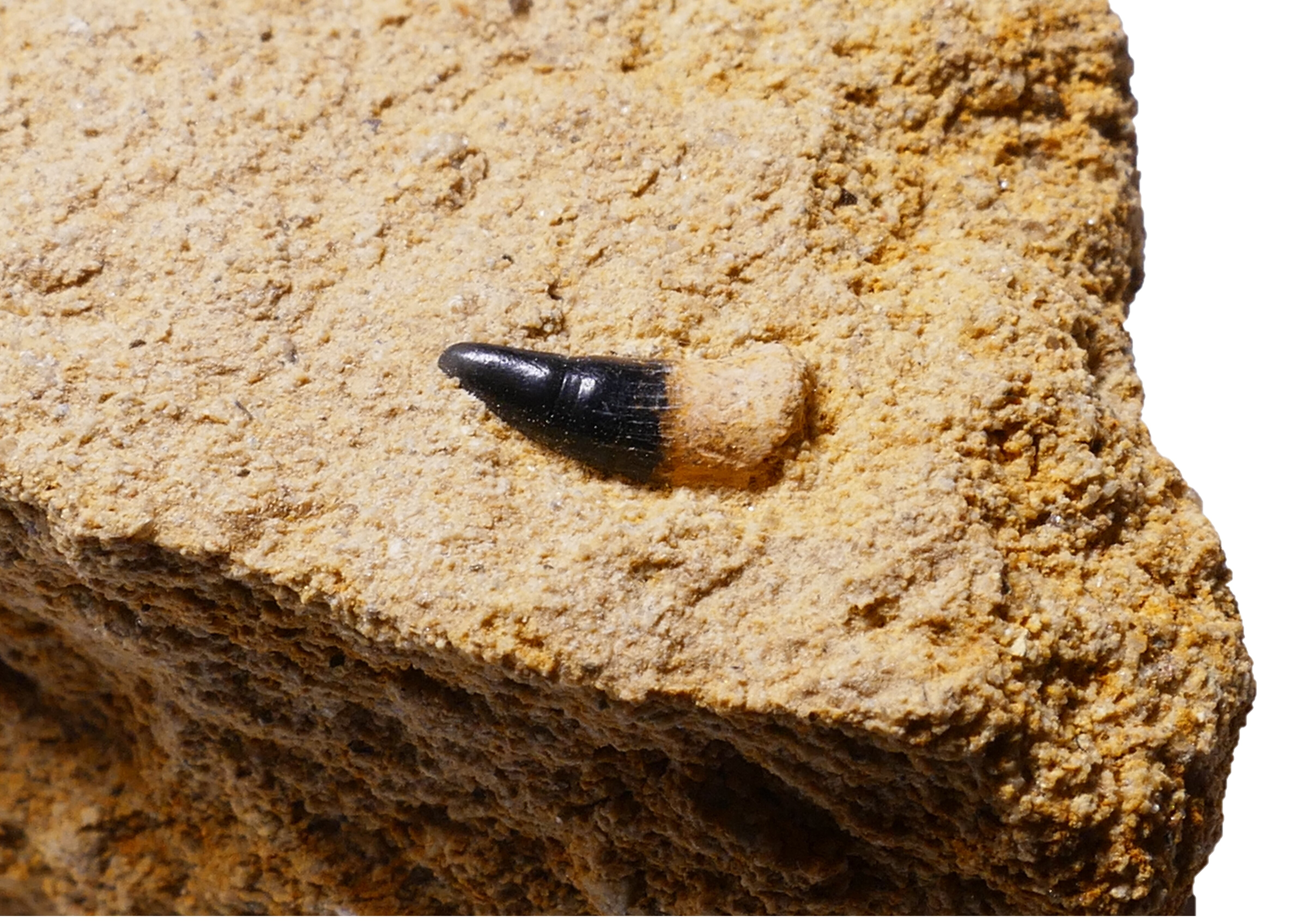 Tooth identification, Oligocene, Mainz Basin, Germany - Fossil ID - The ...