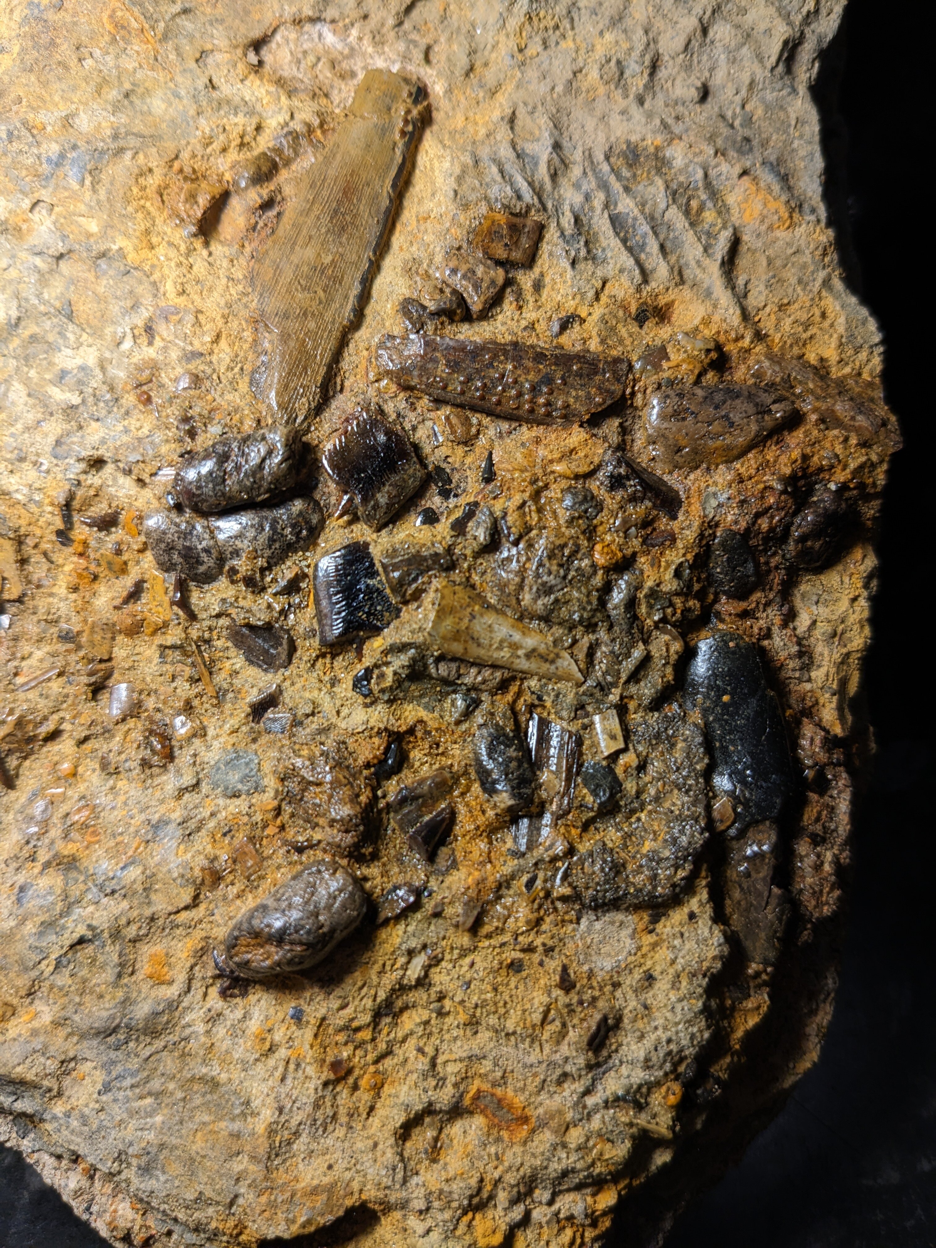 Micro fossils - Member Collections - The Fossil Forum