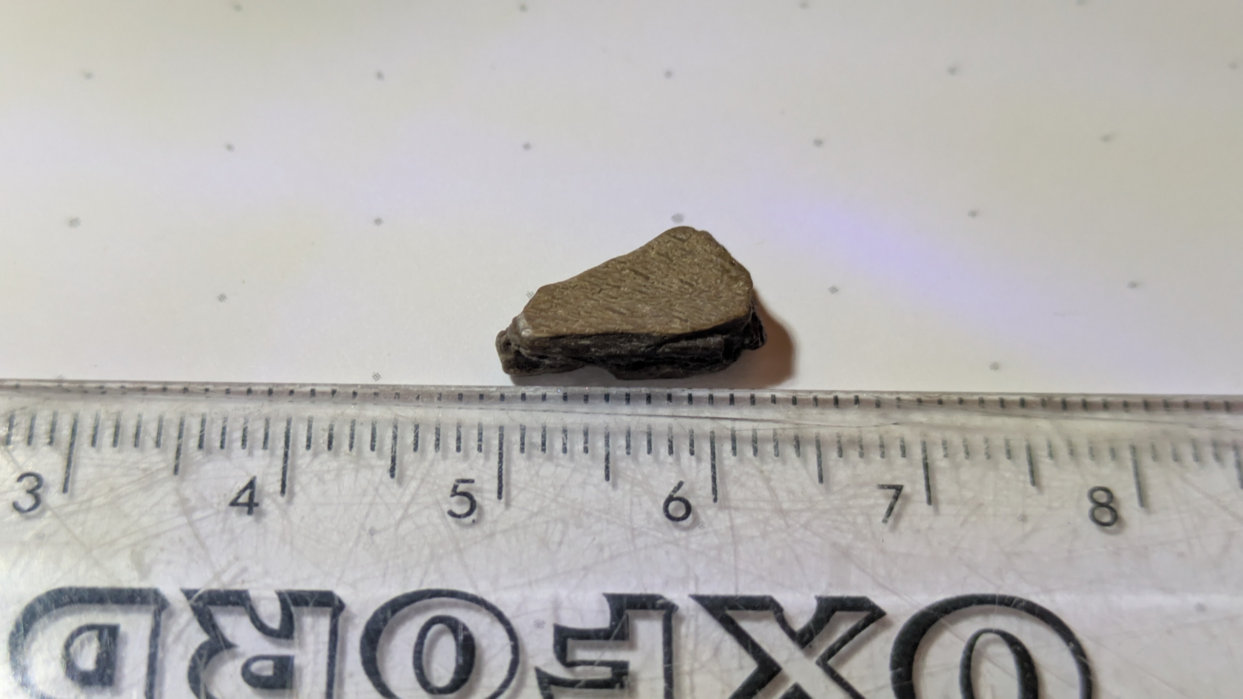 Turtle shells from Fort Victoria, Isle of Wight, UK - Fossil ID - The ...