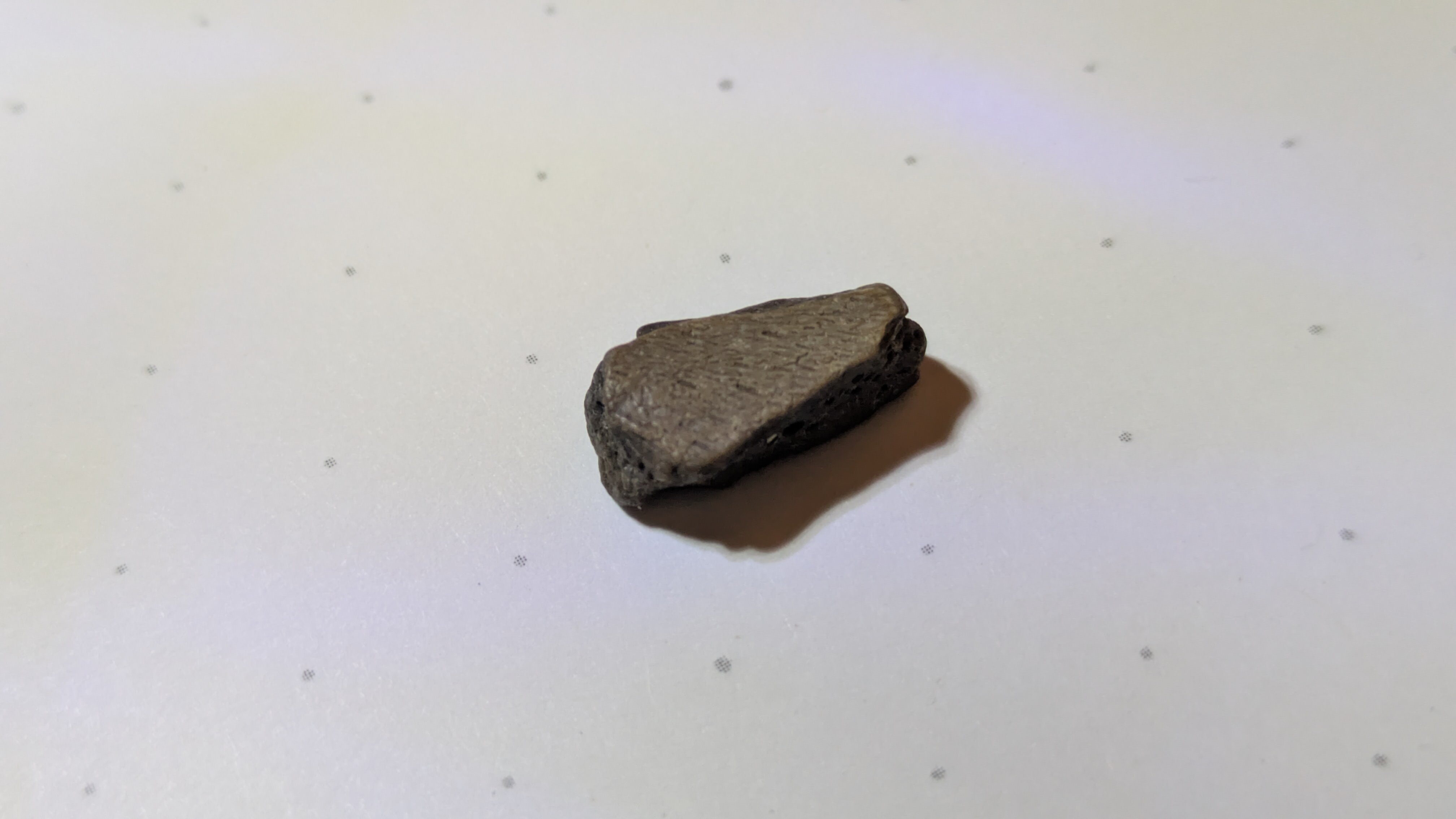 Turtle shells from Fort Victoria, Isle of Wight, UK - Fossil ID - The ...