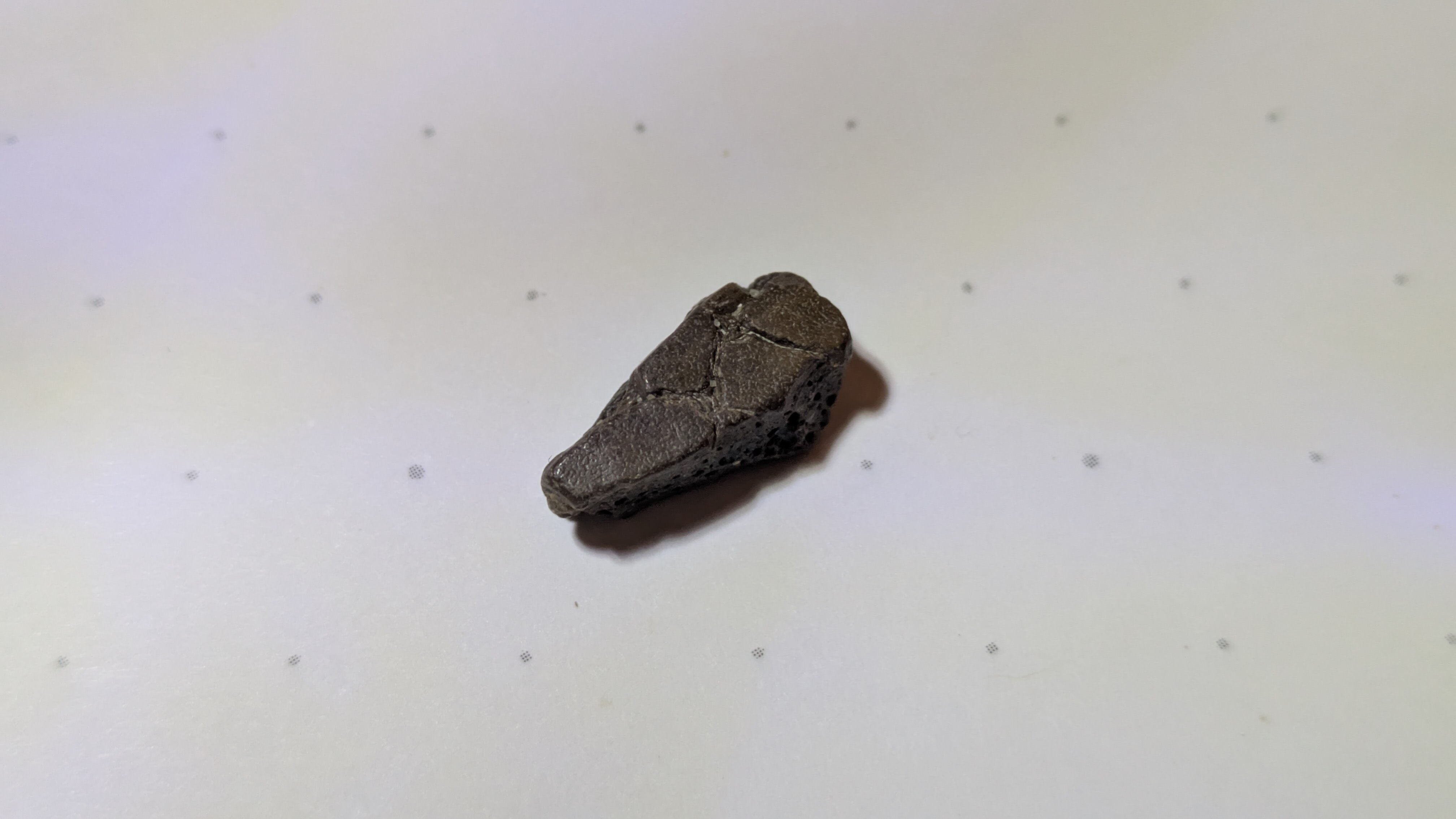 Turtle shells from Fort Victoria, Isle of Wight, UK - Fossil ID - The ...
