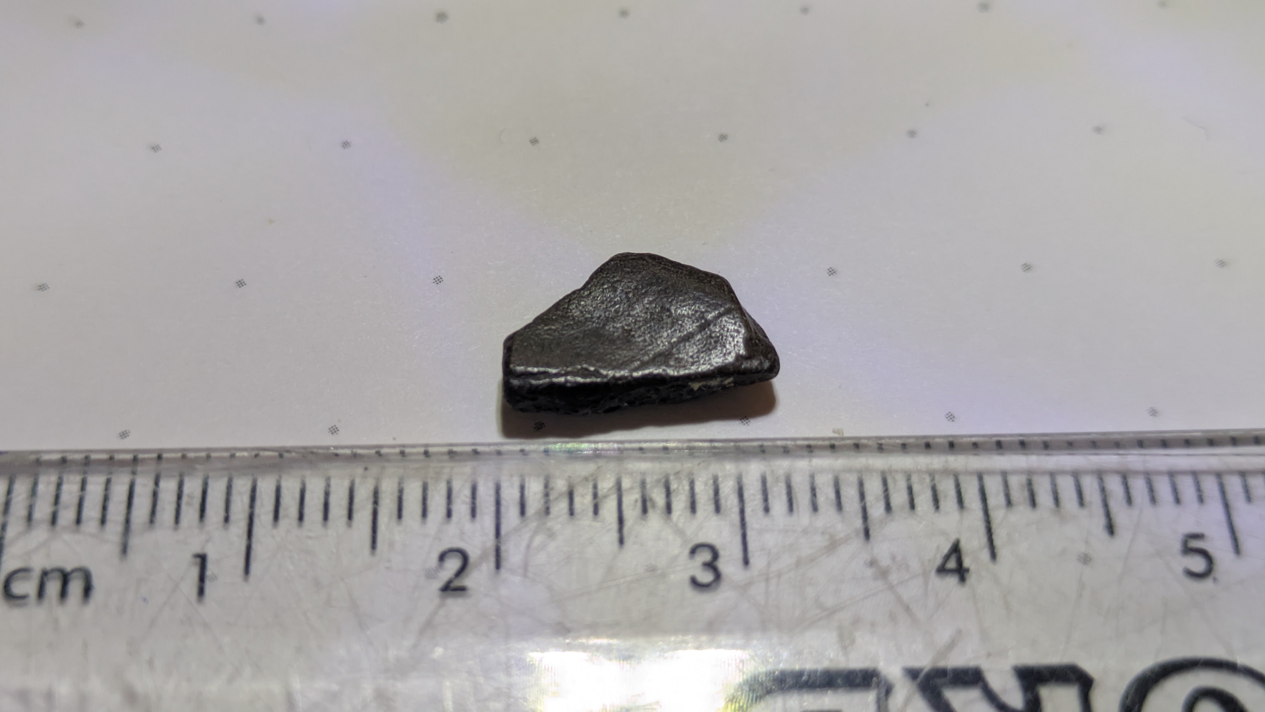 Turtle shells from Fort Victoria, Isle of Wight, UK - Fossil ID - The ...