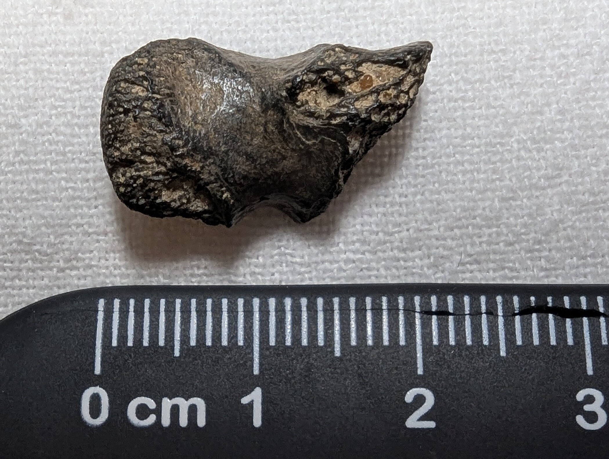Possible fossilized bone fragment, Houston, TX - Fossil ID - The Fossil ...