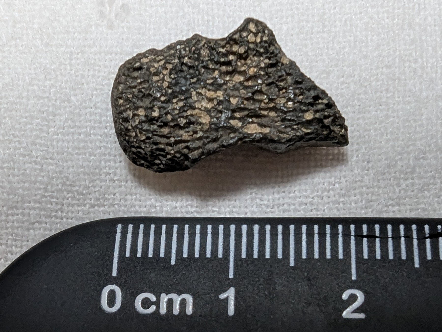 Possible fossilized bone fragment, Houston, TX - Fossil ID - The Fossil ...