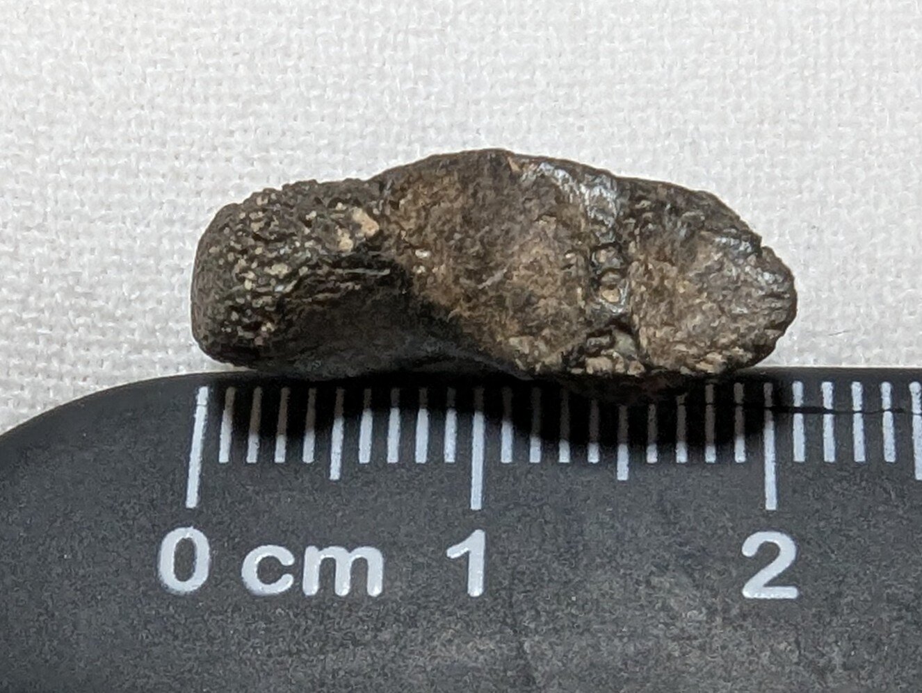 Possible fossilized bone fragment, Houston, TX - Fossil ID - The Fossil ...