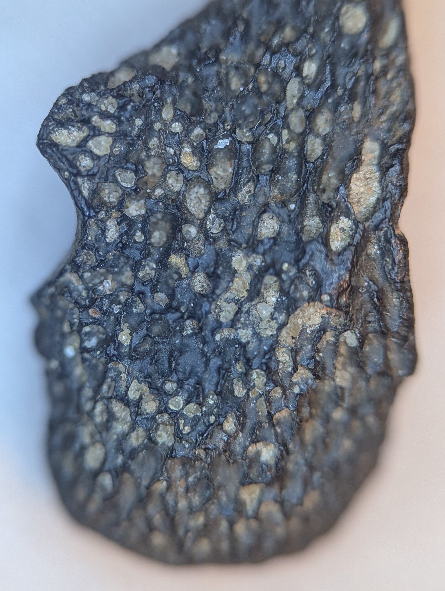 Possible fossilized bone fragment, Houston, TX - Fossil ID - The Fossil ...
