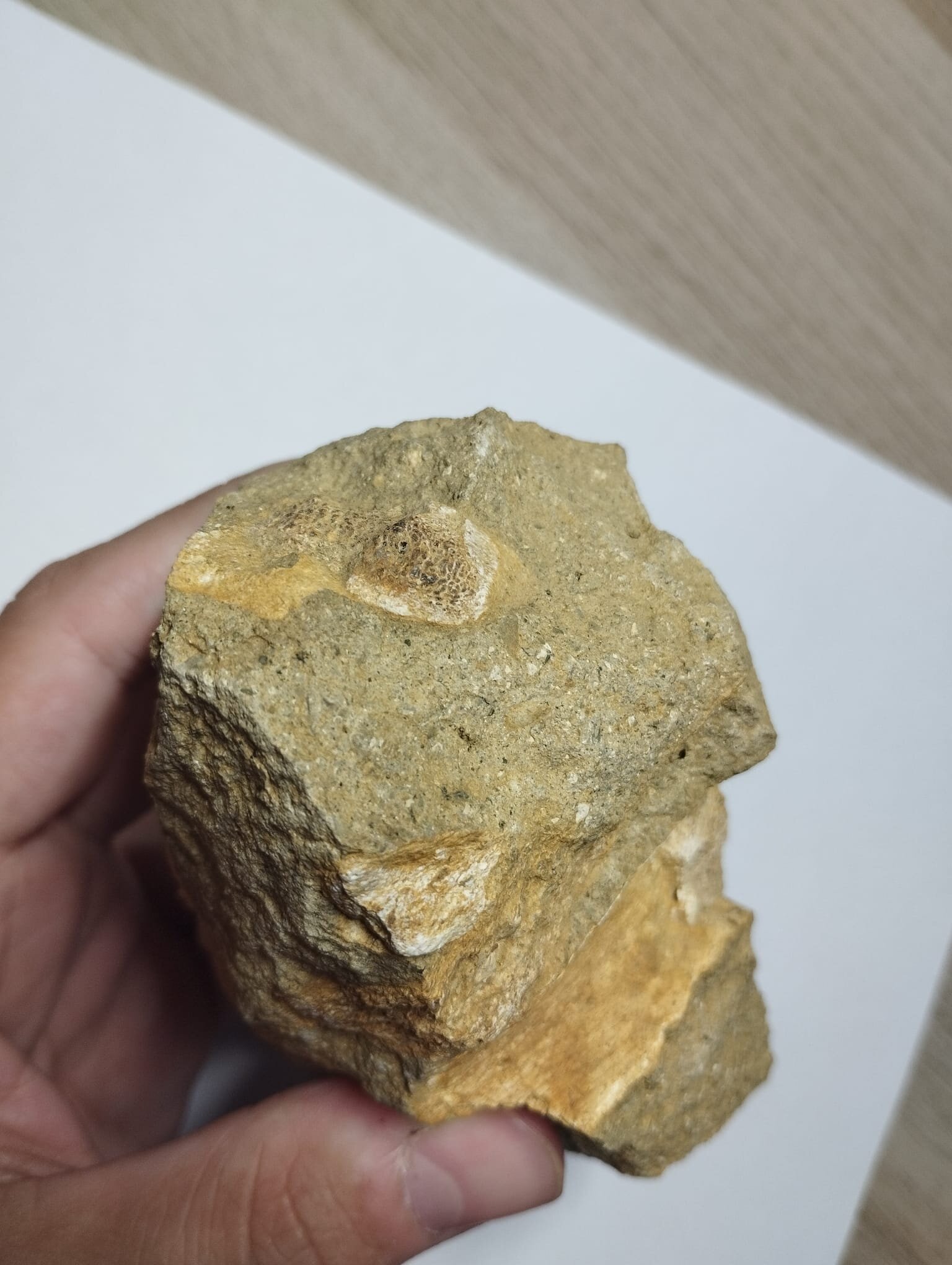 Possible Marine mammal bone? (Miocene) - Fossil ID - The Fossil Forum