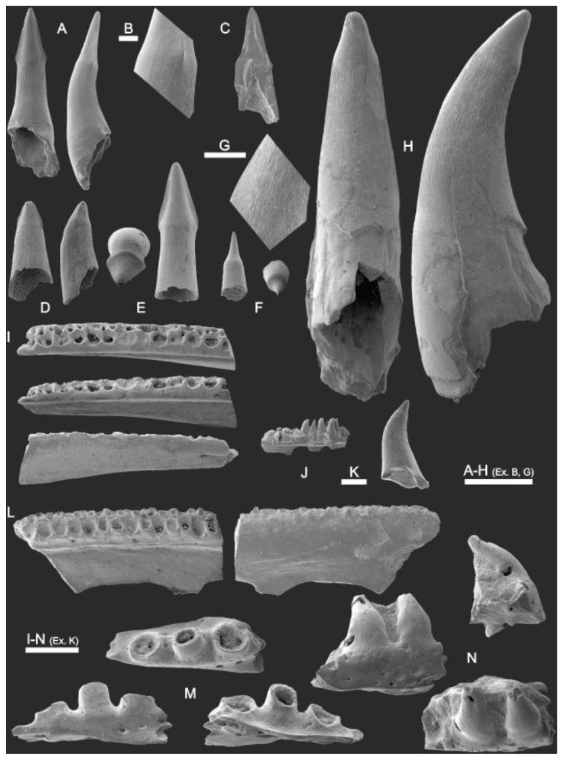 Unknown fossil from the Vectis formation of Yaverland - Isle of Wight ...