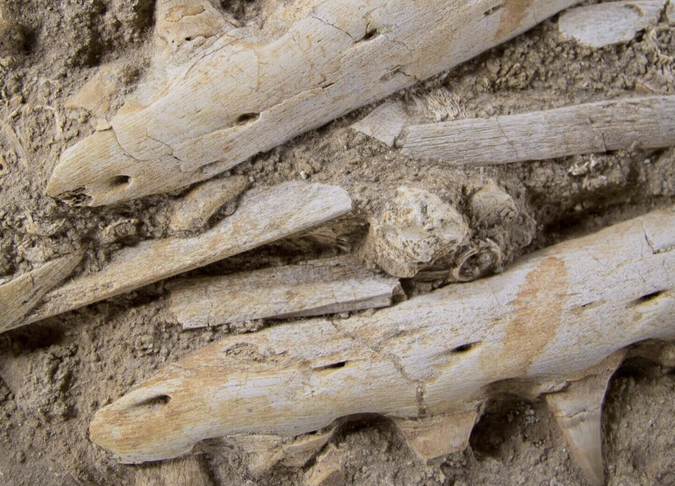Halisaurus Specimen Preparation - Fossil Preparation - The Fossil Forum