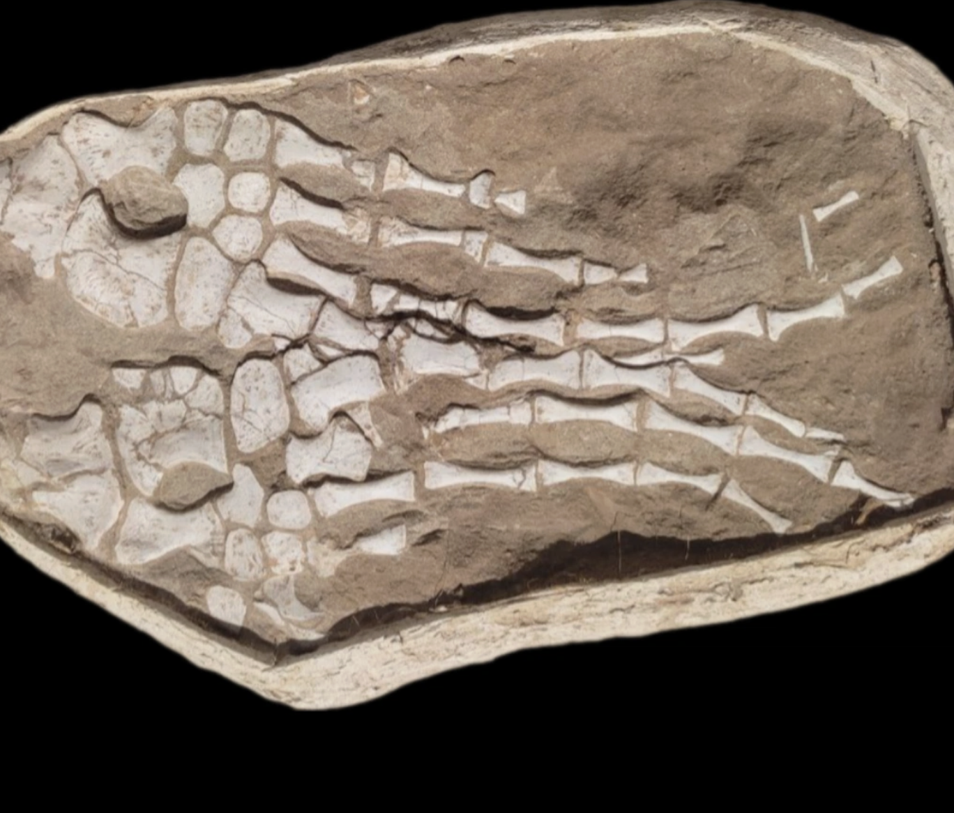 Is this a real mosasaur fossil flipper in matrix? - Is It Real? How to ...