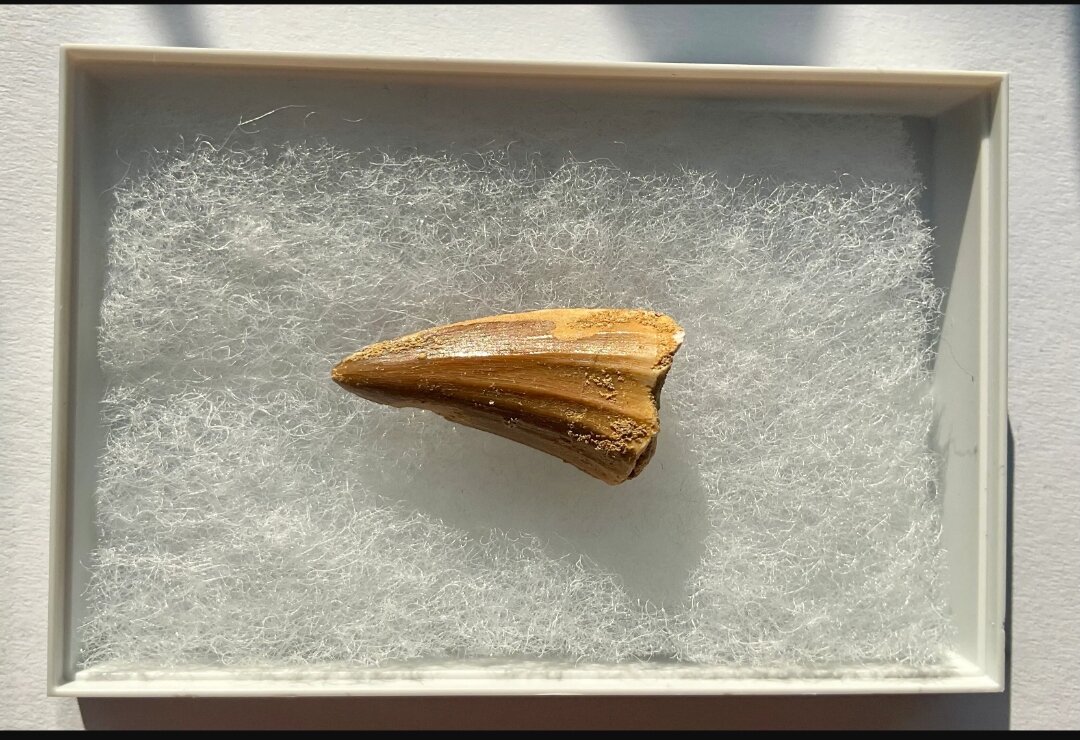 Small mosasaur tooth from Morocco - Fossil ID - The Fossil Forum