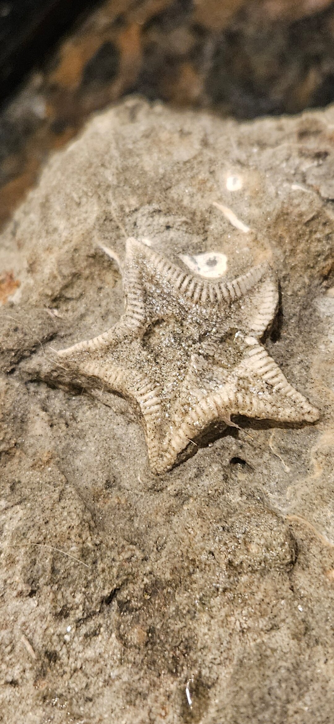 Cretaceous starfish ID - Peedee Formation - Fossil ID - The Fossil Forum