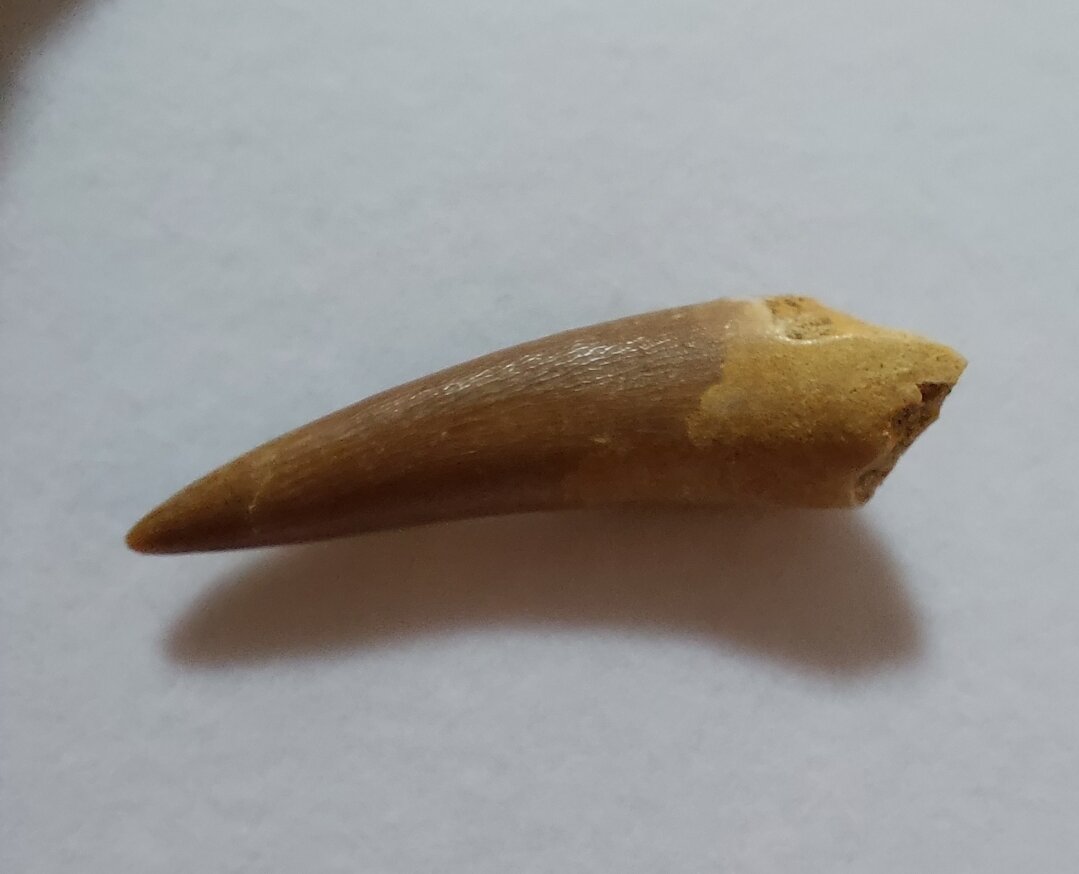 Genuine dino tooth? - Fossil ID - The Fossil Forum
