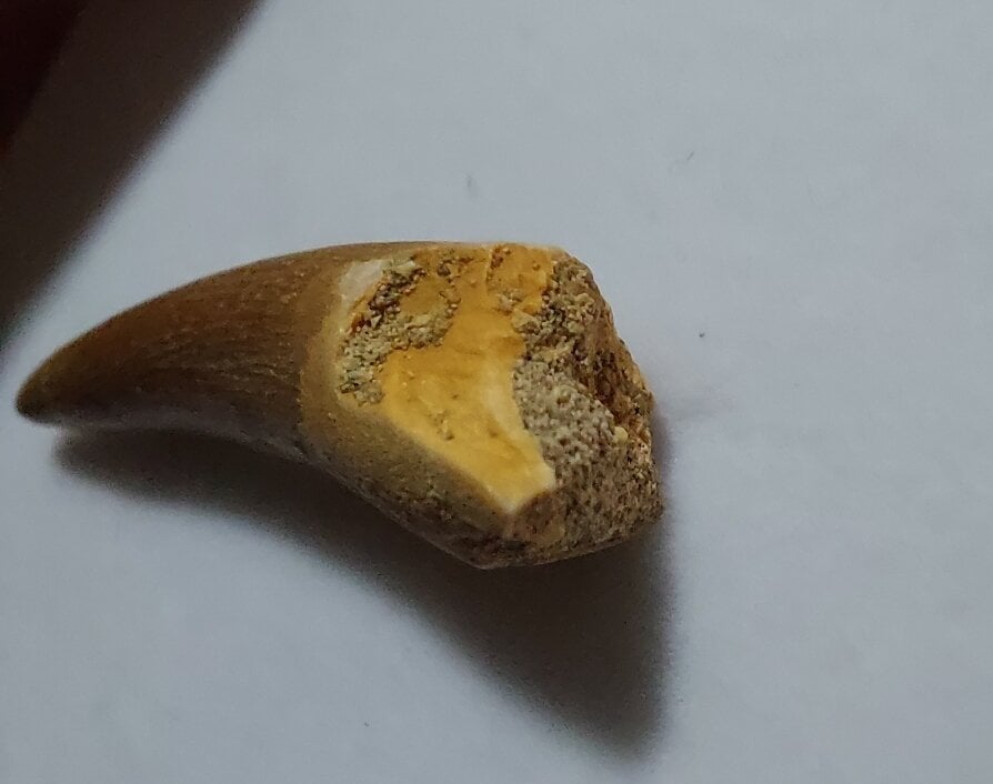 Genuine dino tooth? - Fossil ID - The Fossil Forum