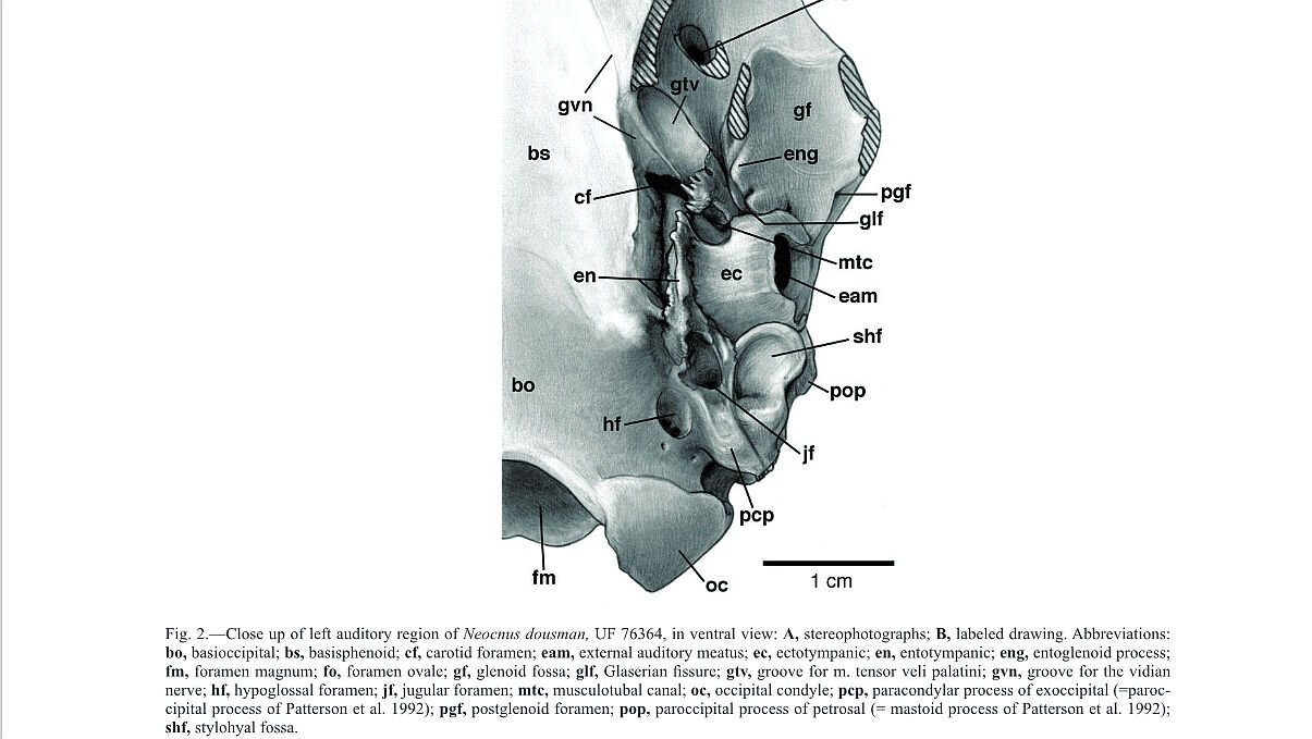 Cetacean periotic (inner ear bone) Florida - Fossil ID - The Fossil Forum